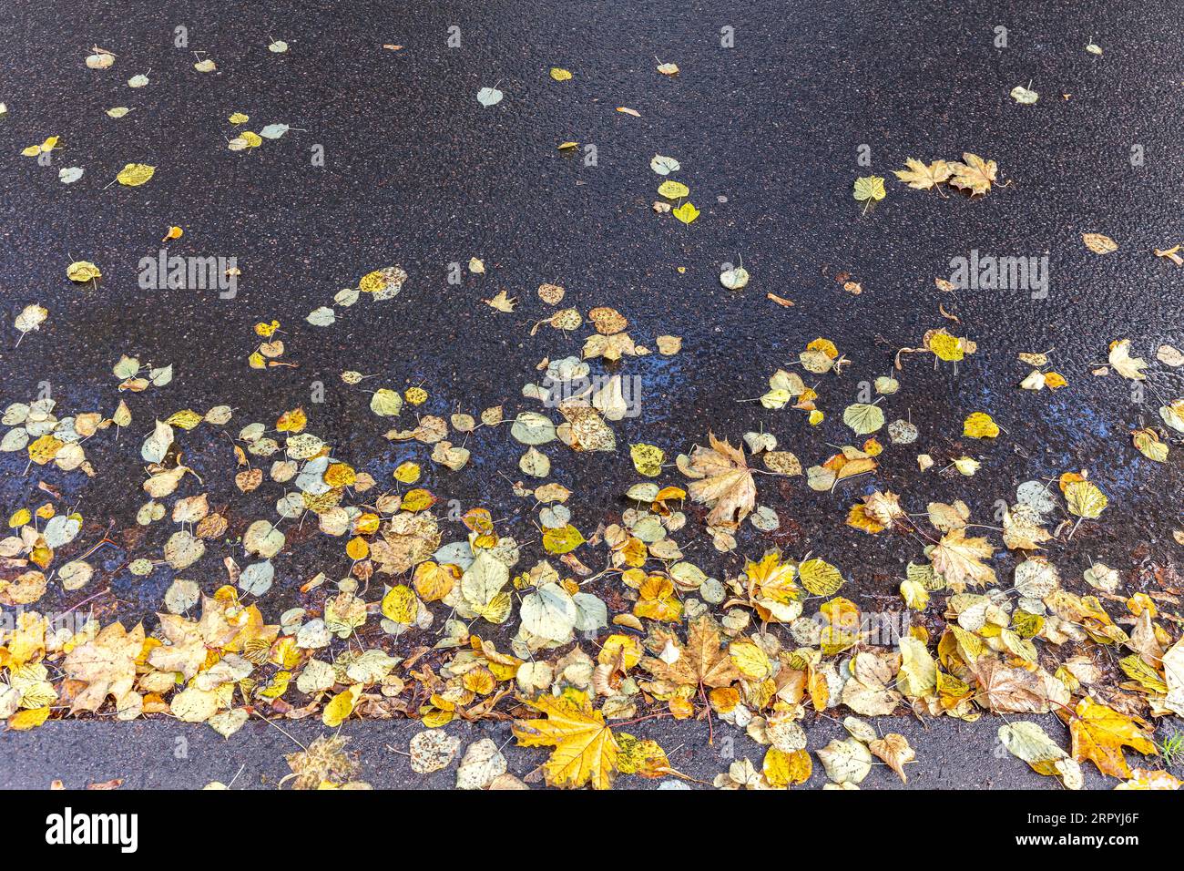 wet asphalt pavement covered with yellow leaves. urban autumn ...