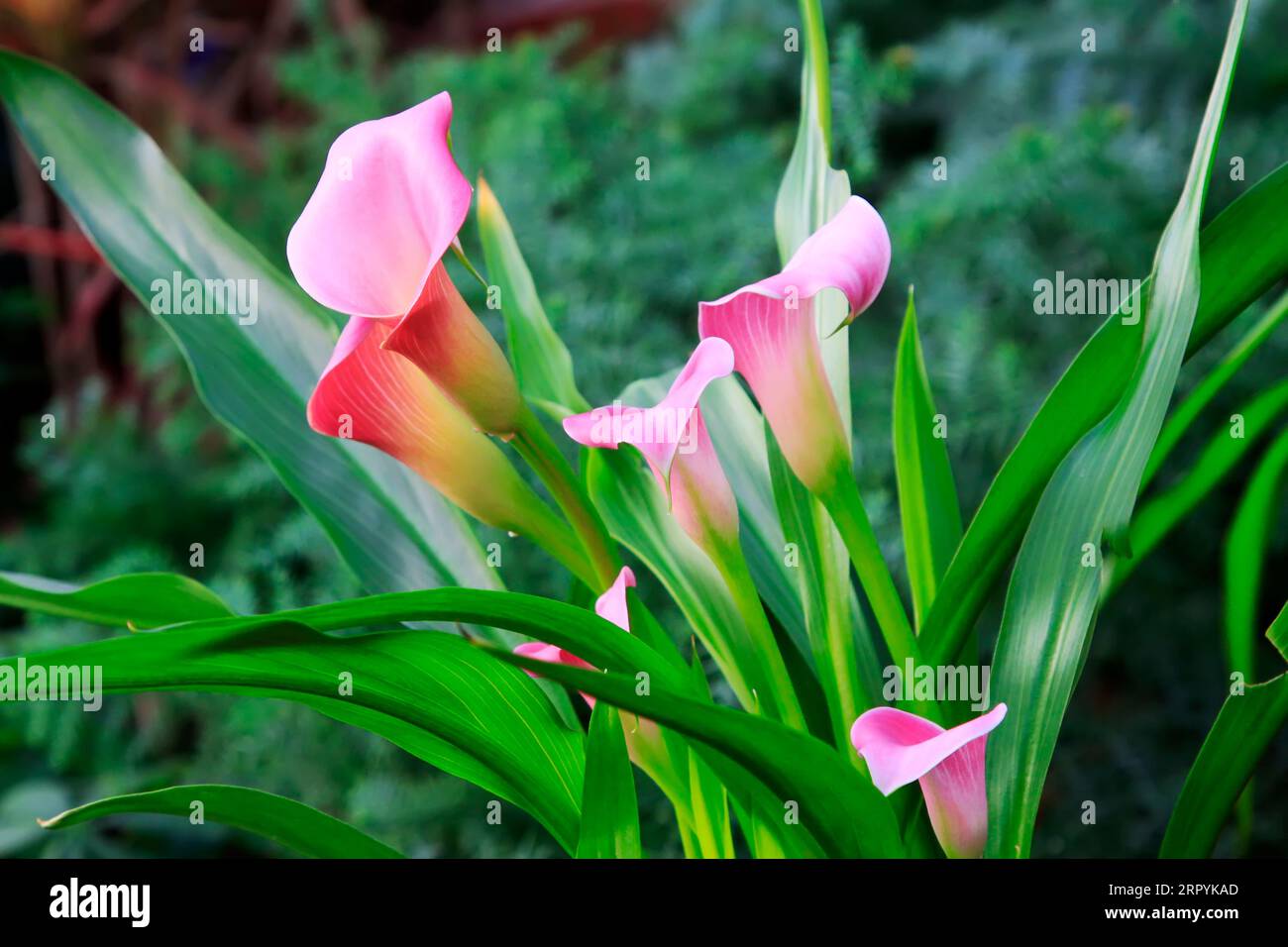 Color calla lily flowers, closeup of photo Stock Photo - Alamy