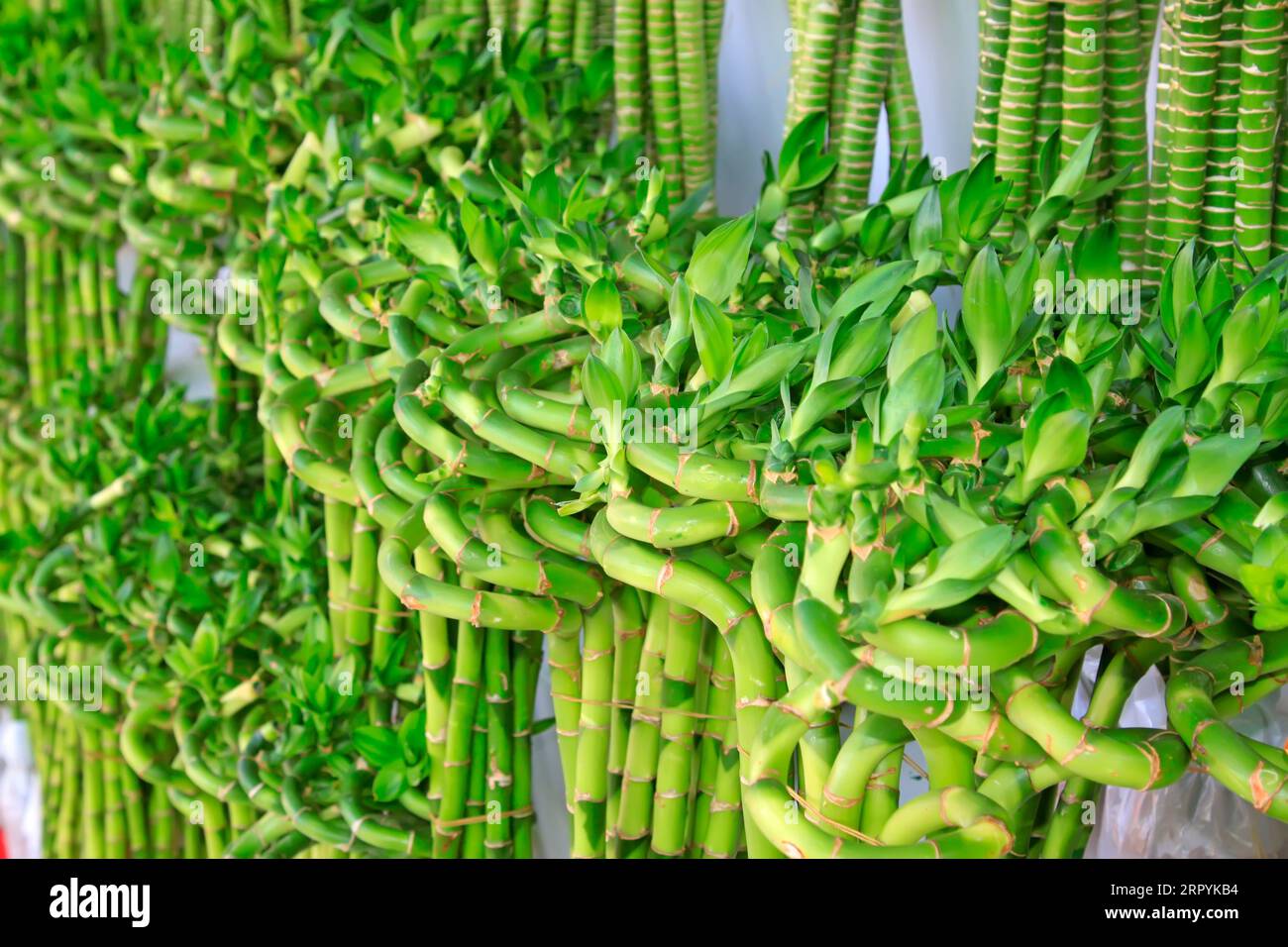 Lucky bamboo plants hi-res stock photography and images - Alamy