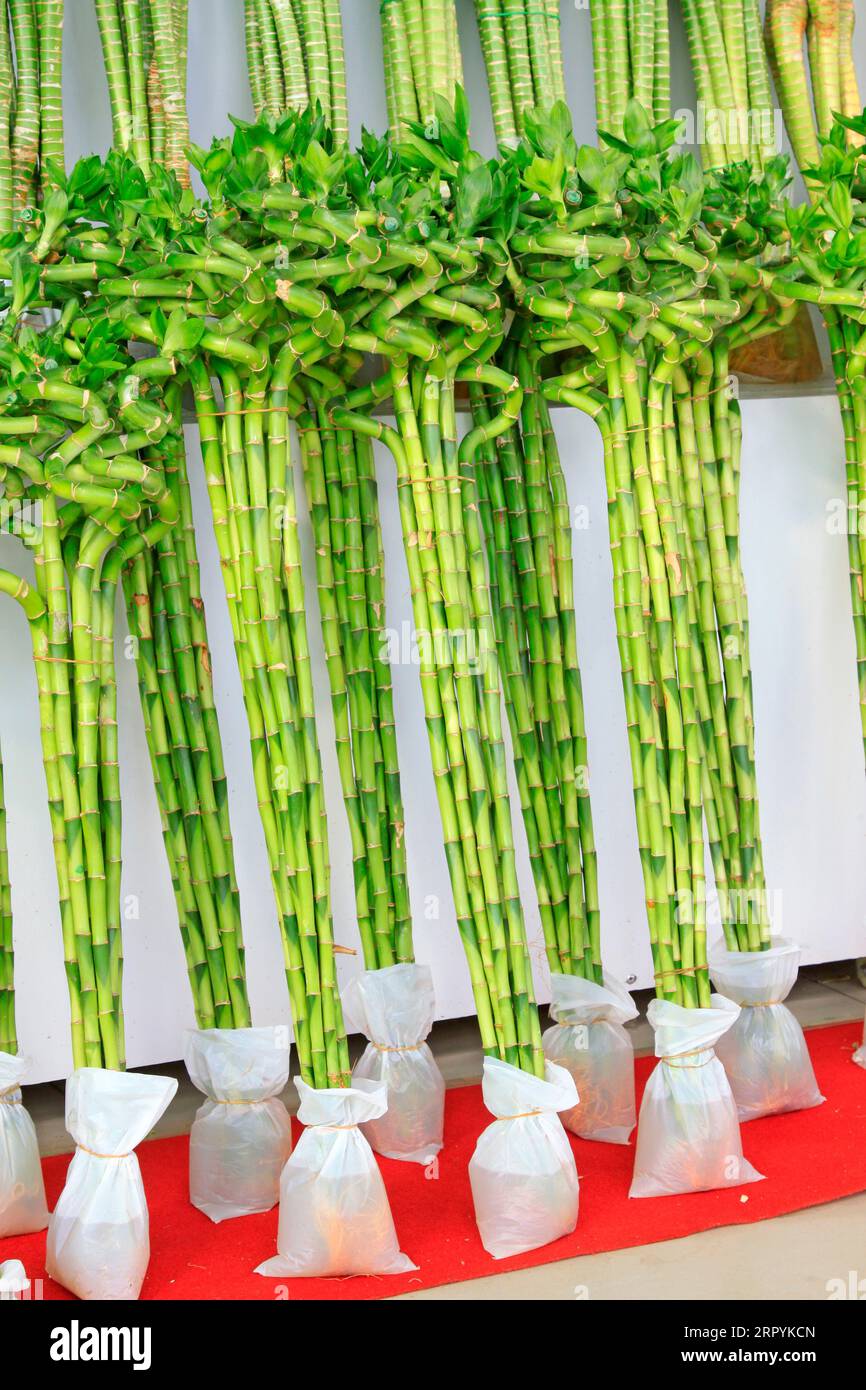 Lucky bamboo plants hi-res stock photography and images - Alamy