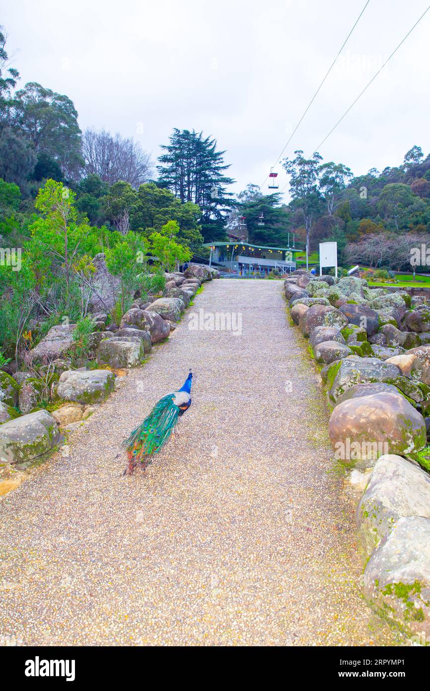 Launceston sights hi-res stock photography and images - Alamy