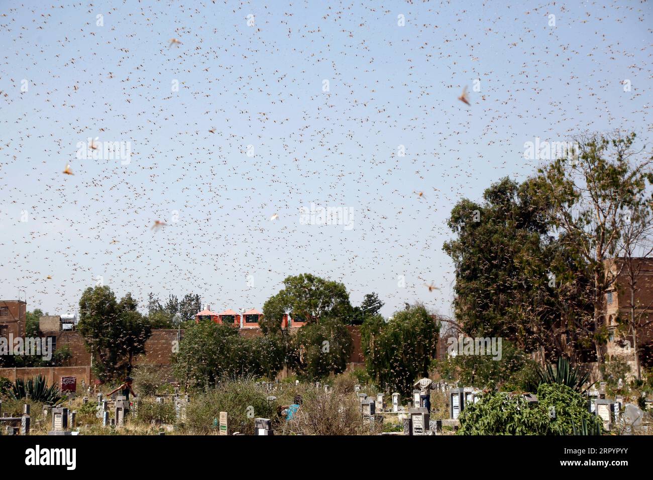 Swarm of locusts africa hi-res stock photography and images - Alamy