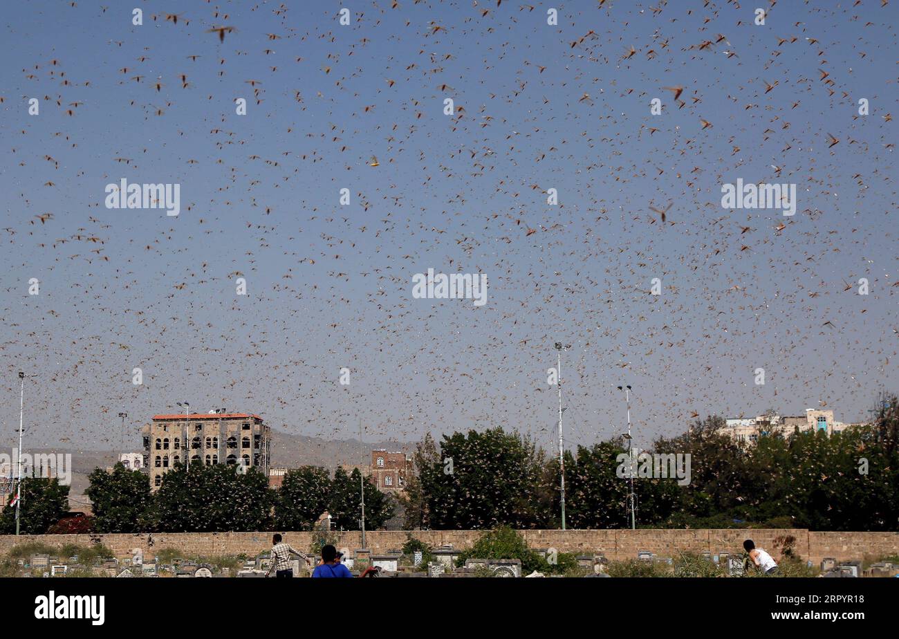 200712 -- SANAA, July 12, 2020 Xinhua -- A swarm of desert locusts fly ...
