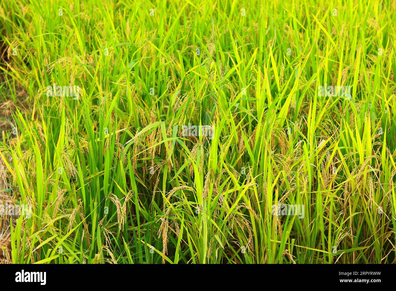 Mature paddy rice field before harvest, Mature paddy rice growing in ...