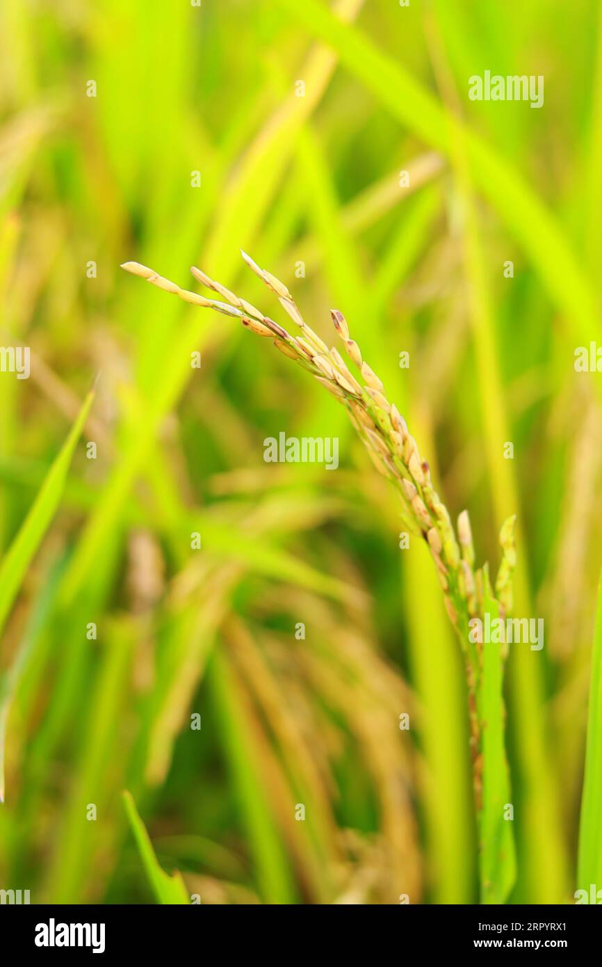 Mature paddy rice field before harvest, Mature paddy rice growing in ...
