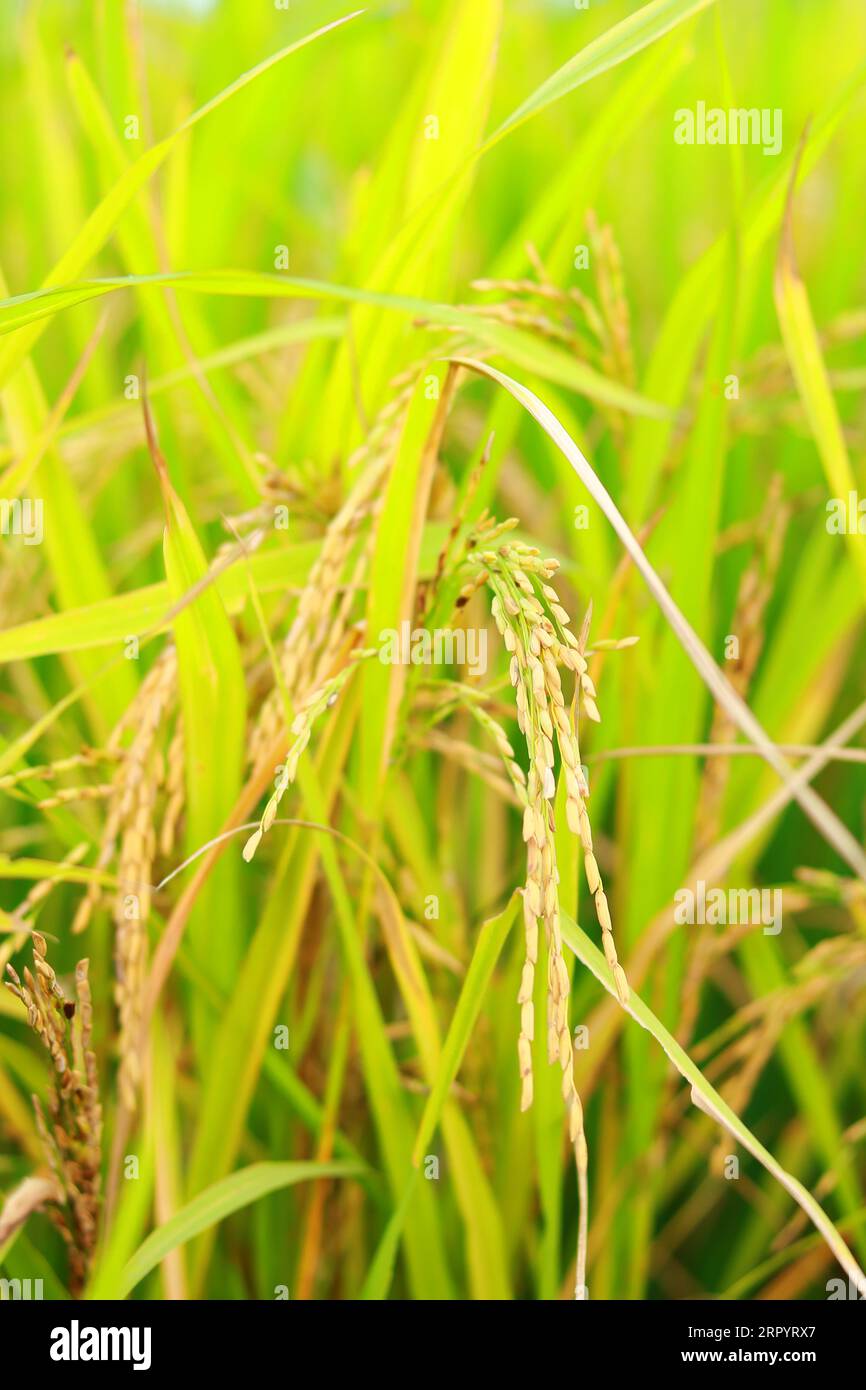 Mature paddy rice field before harvest, Mature paddy rice growing in ...