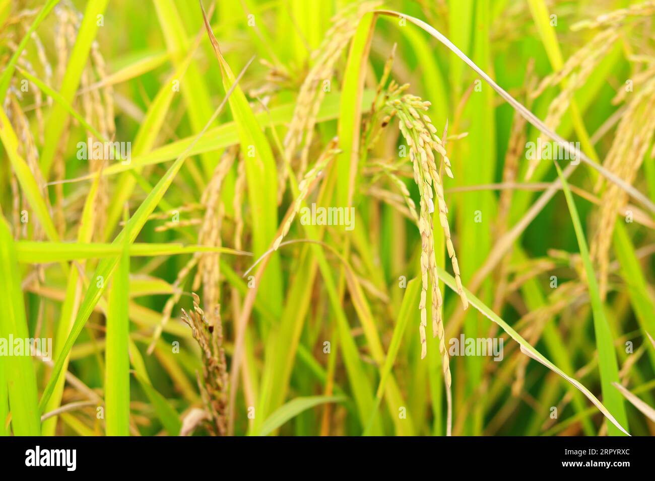 Mature paddy rice field before harvest, Mature paddy rice growing in ...