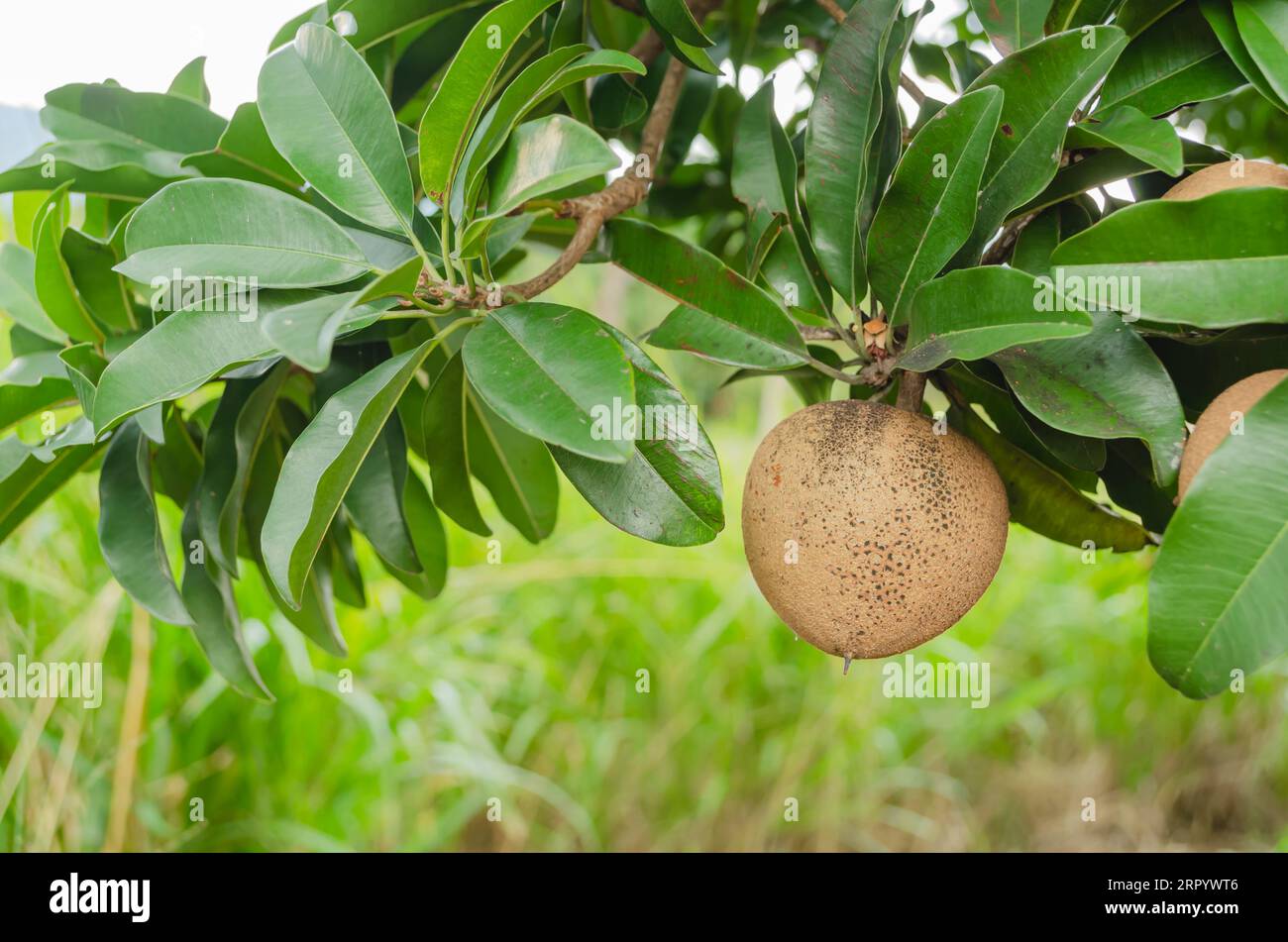 Sapodilla plants hi-res stock photography and images - Alamy