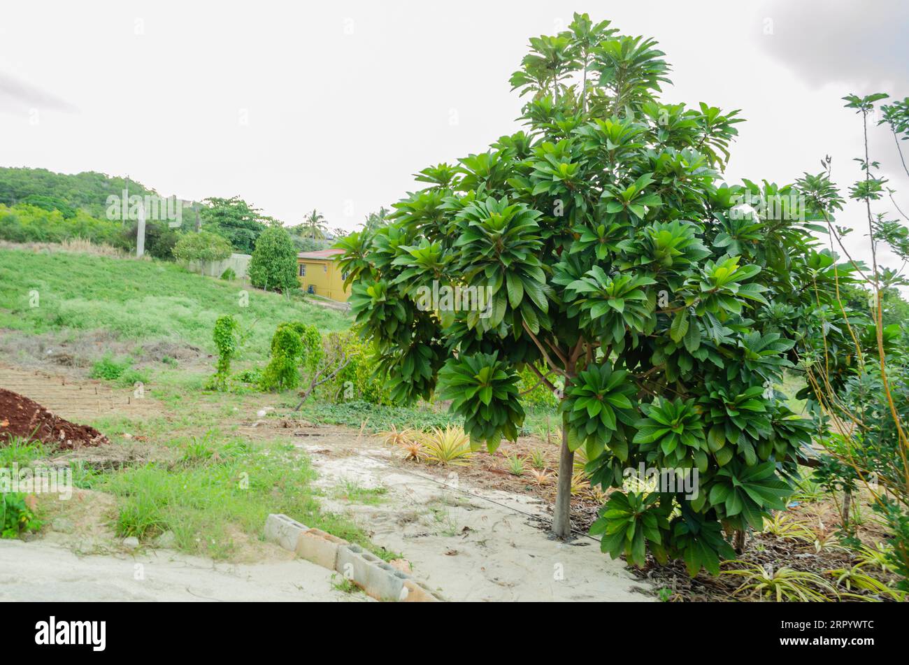 Zapote Tree Mamey Sapote Tree