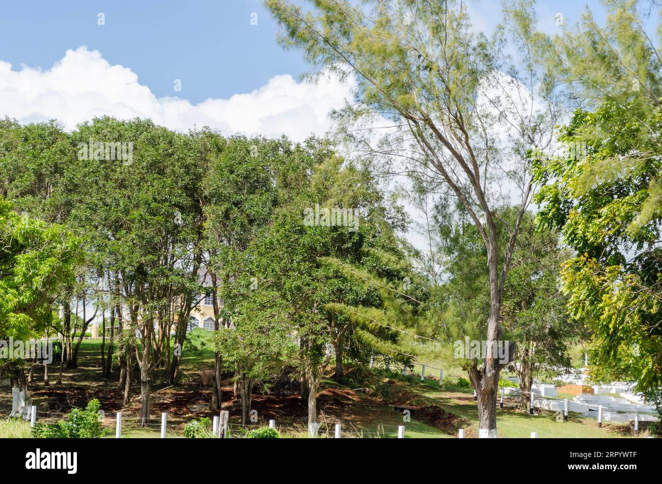 Landscape Of Trees Stock Photo - Alamy