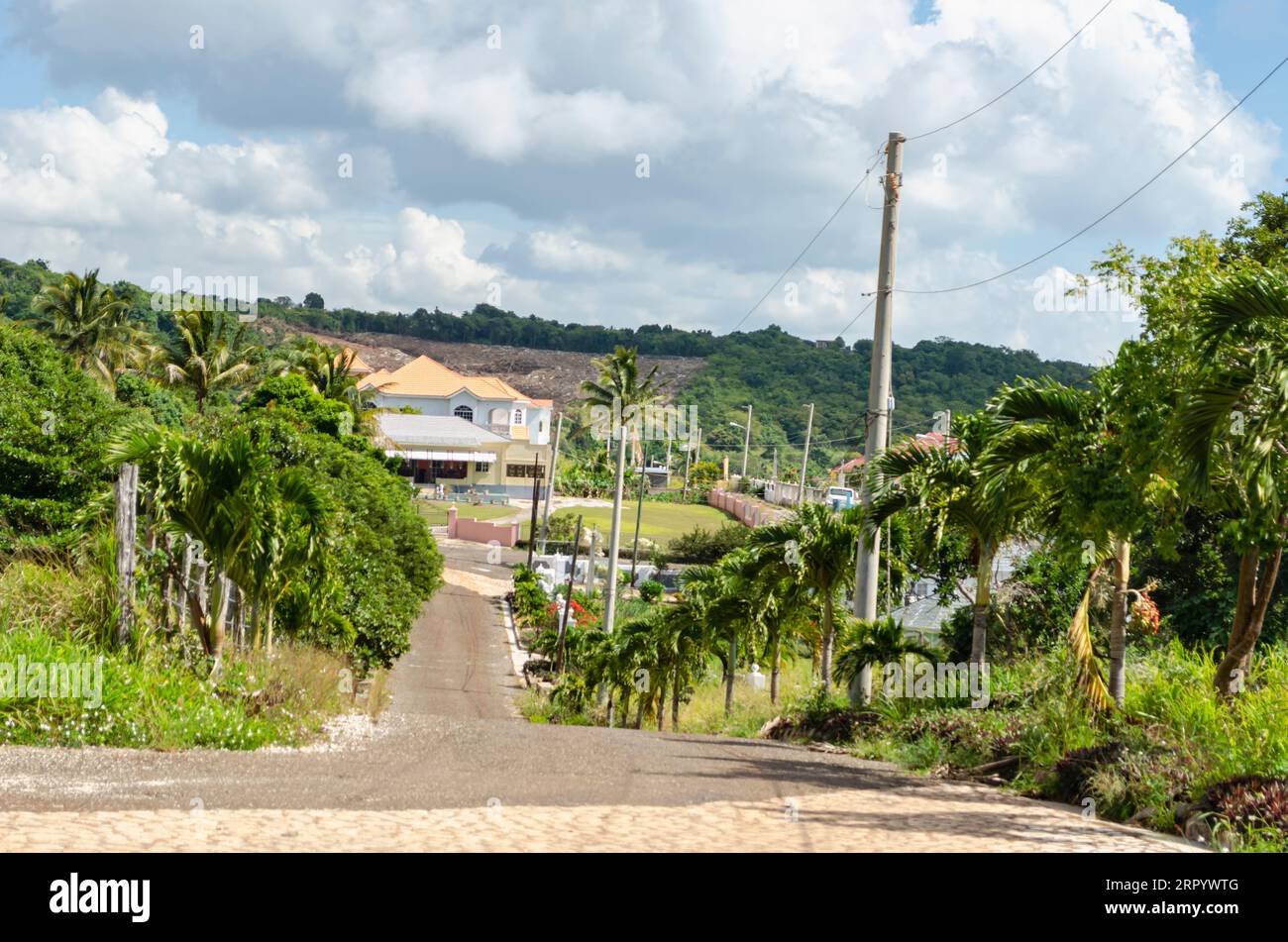 Palm Trees Along The Roadside Stock Photo - Alamy