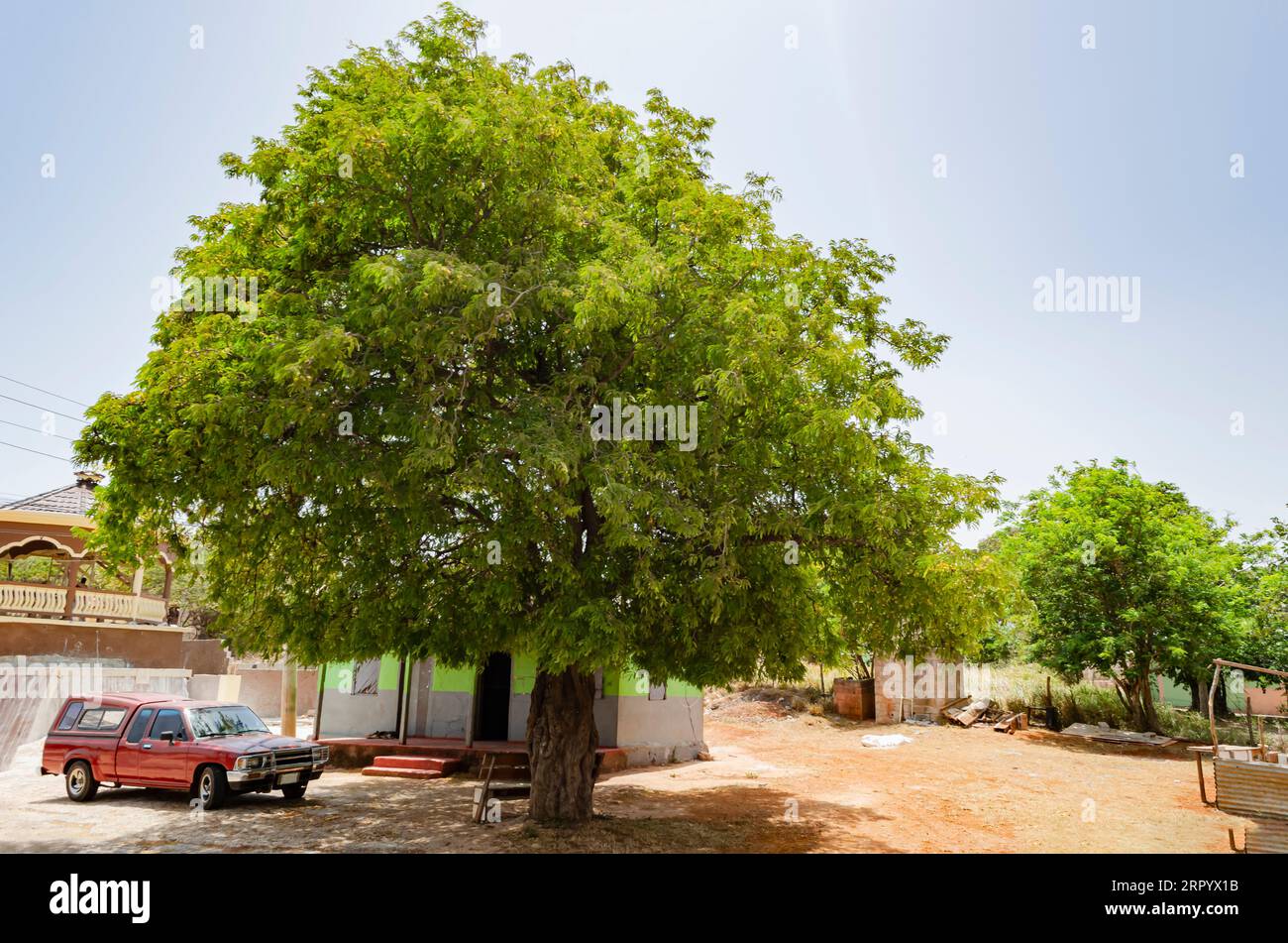 Tamarind tree hi-res stock photography and images - Alamy