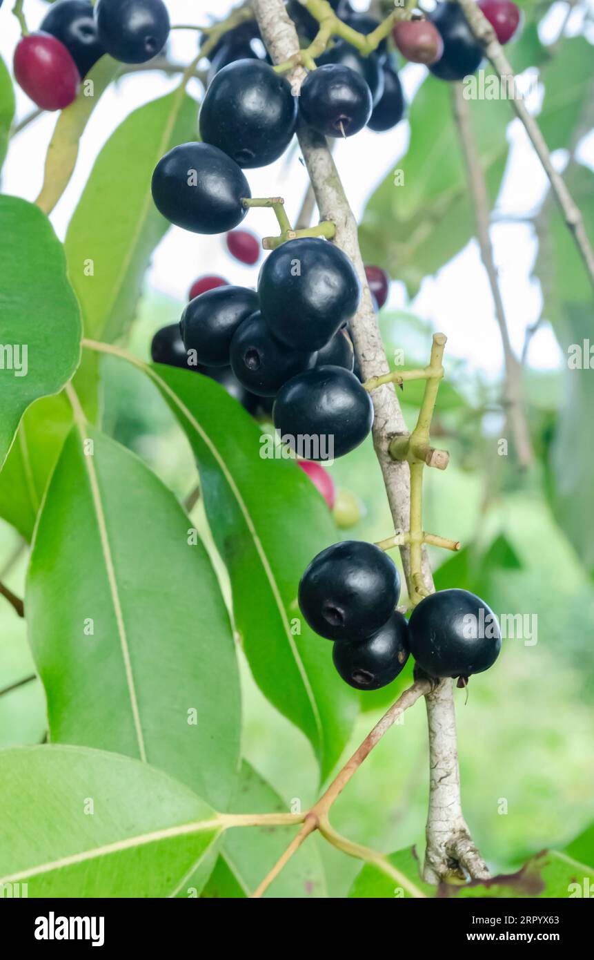 Syzygium cumini leaves on tree hi-res stock photography and images - Alamy