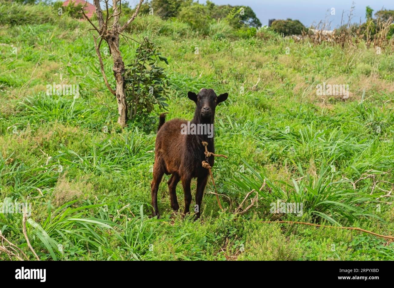 Ram Goat In Rope Stock Photo - Alamy