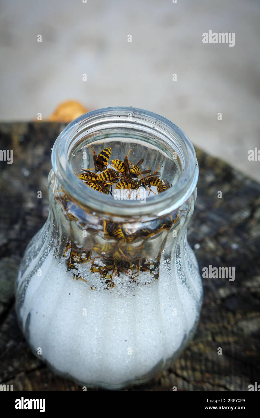 Apiary of wasps hi-res stock photography and images - Alamy