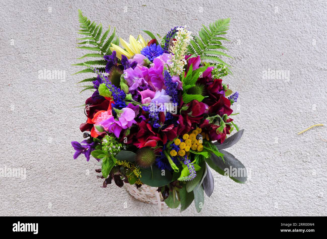 Tuzzy muzzy hi-res stock photography and images - Alamy