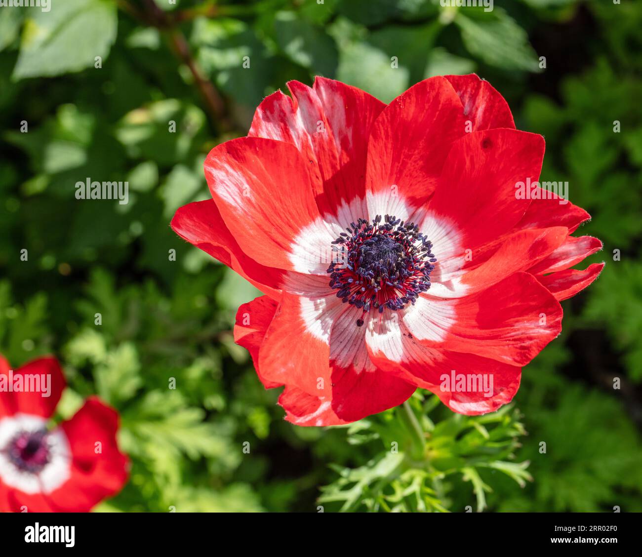 'Sylphide' Poppy anemone, Bukettanemon (Anemone coronaria Stock Photo ...