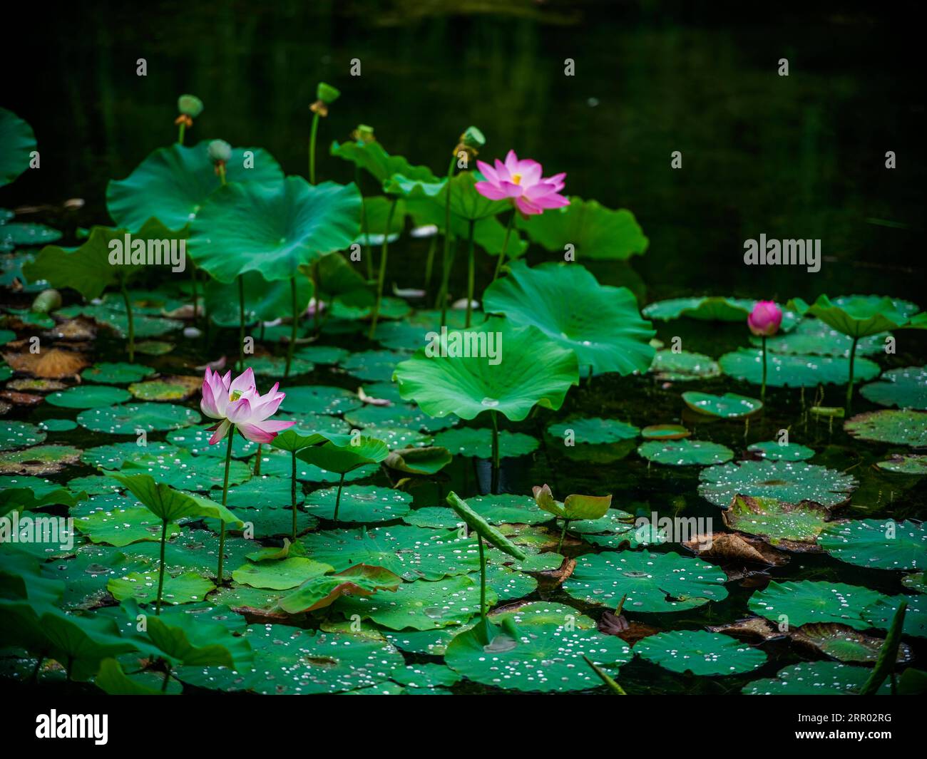 200725 -- HOHHOT, July 25, 2020 -- Photo taken on July 25, 2020 shows ...