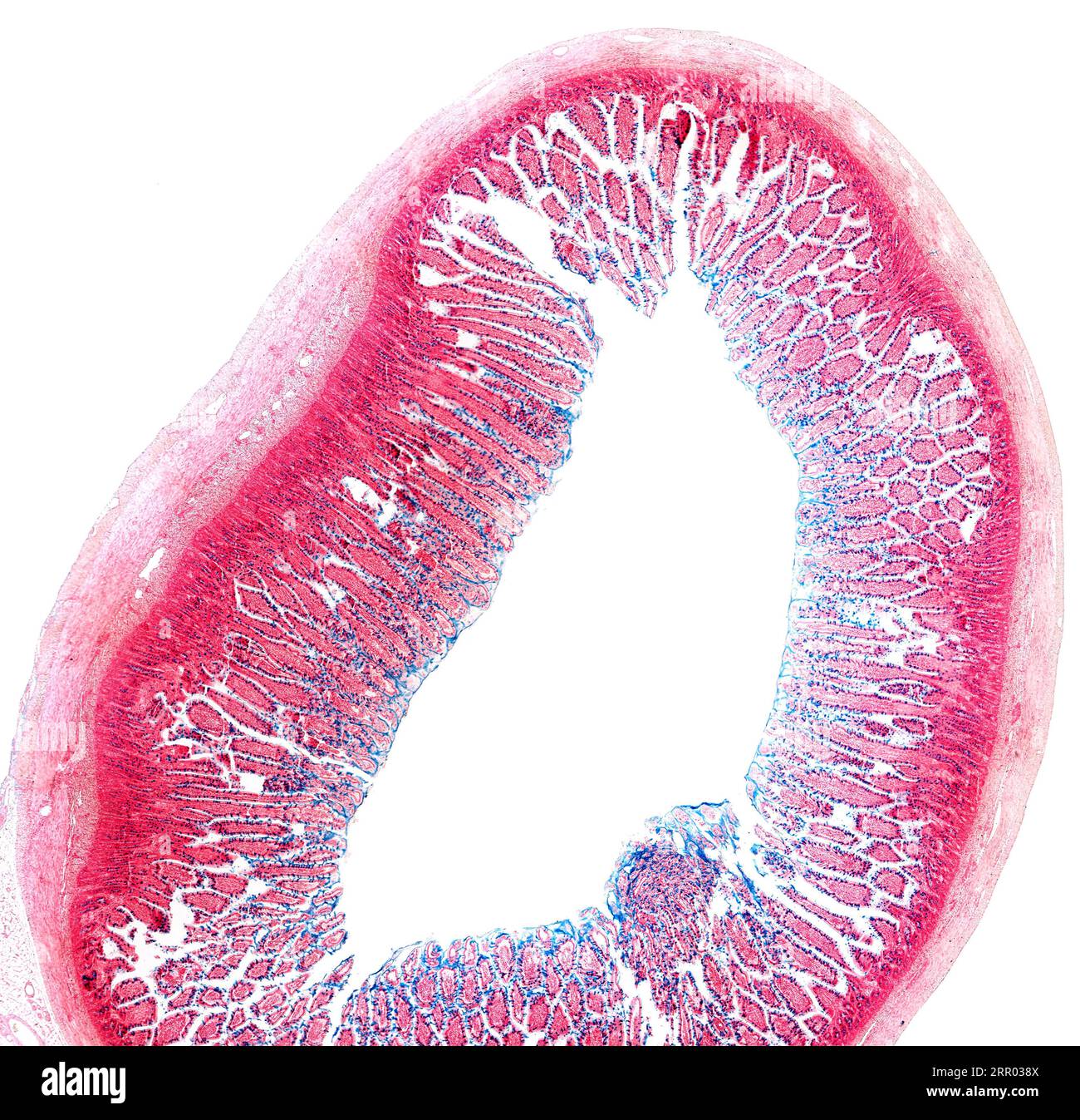 Small intestine goblet cells, light micrograph Stock Photo - Alamy