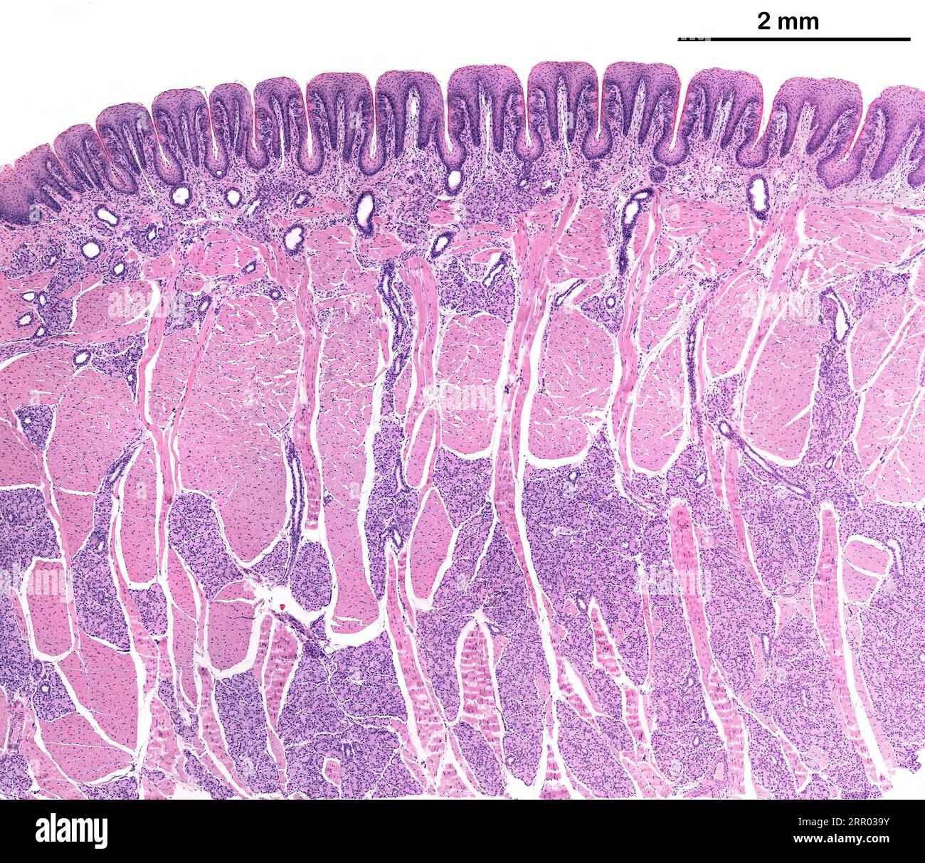 Tongue foliate papillae, light micrograph Stock Photo - Alamy