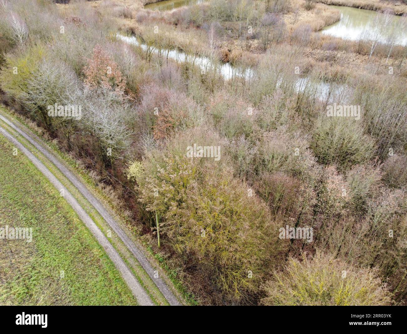 Forest in lush green with healthy conifers in winter Stock Photo - Alamy