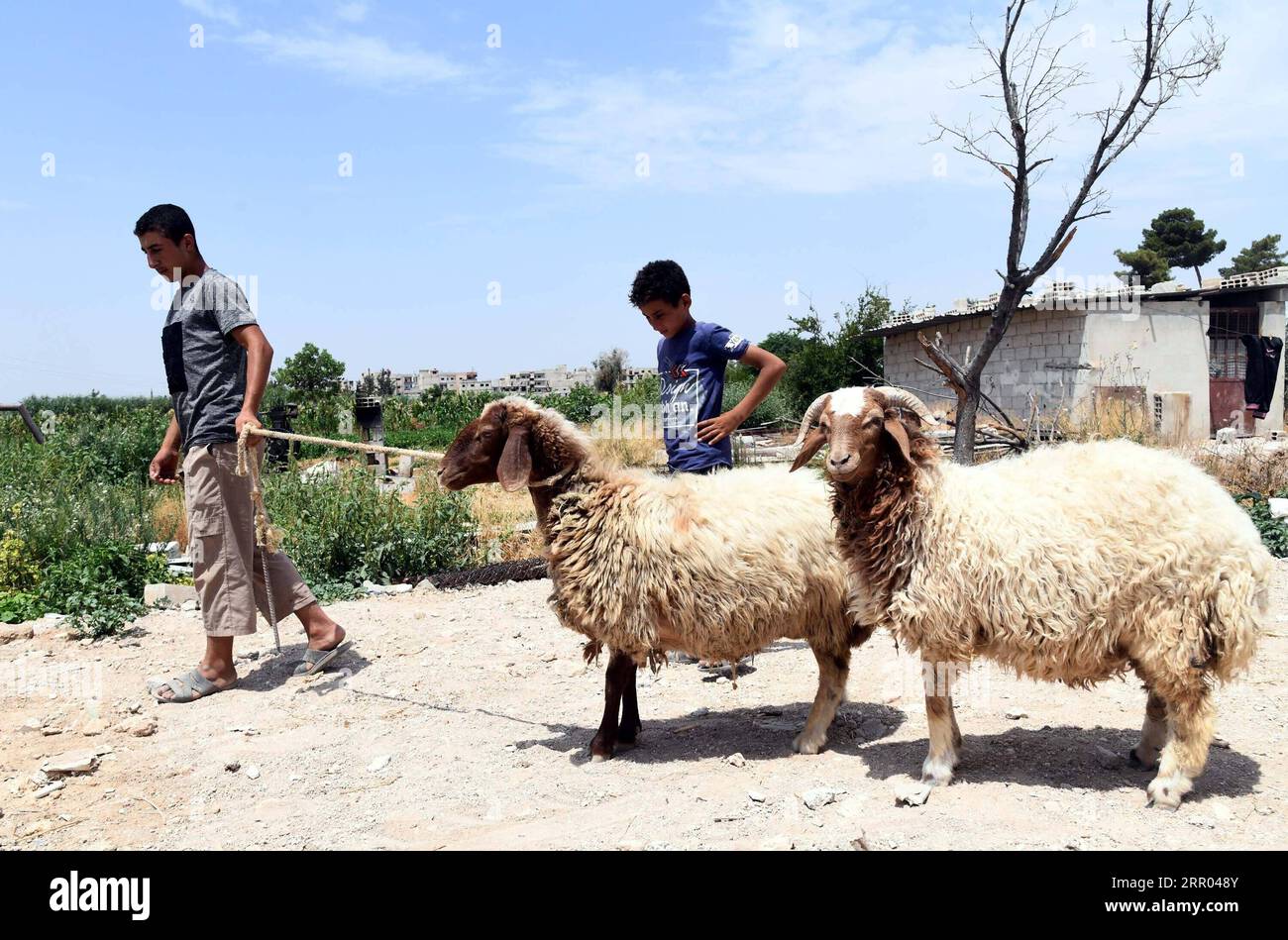 Shepherds sacrifice hi-res stock photography and images - Alamy