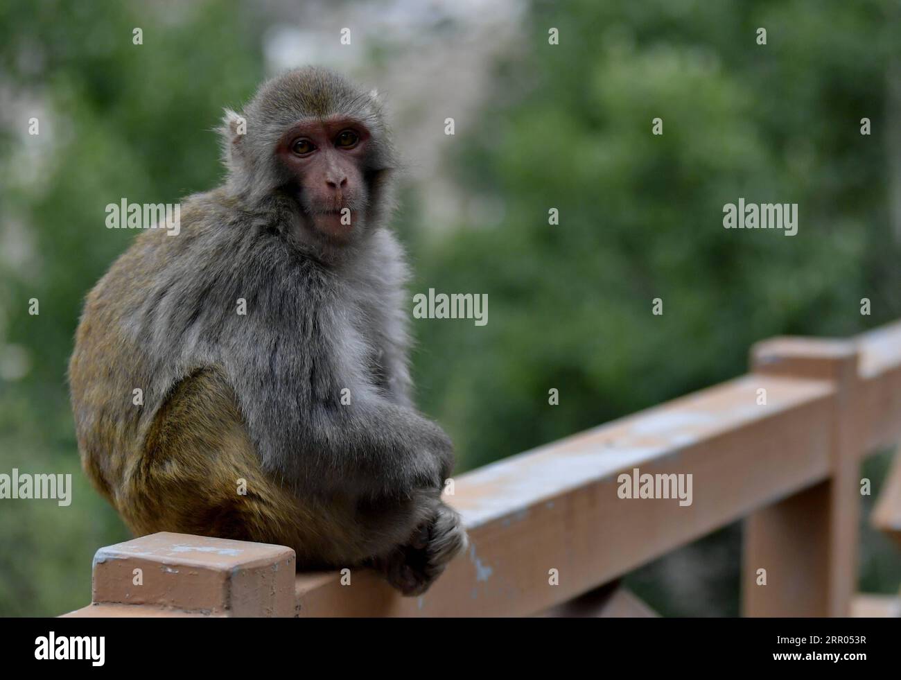 Lixjian hi-res stock photography and images - Alamy