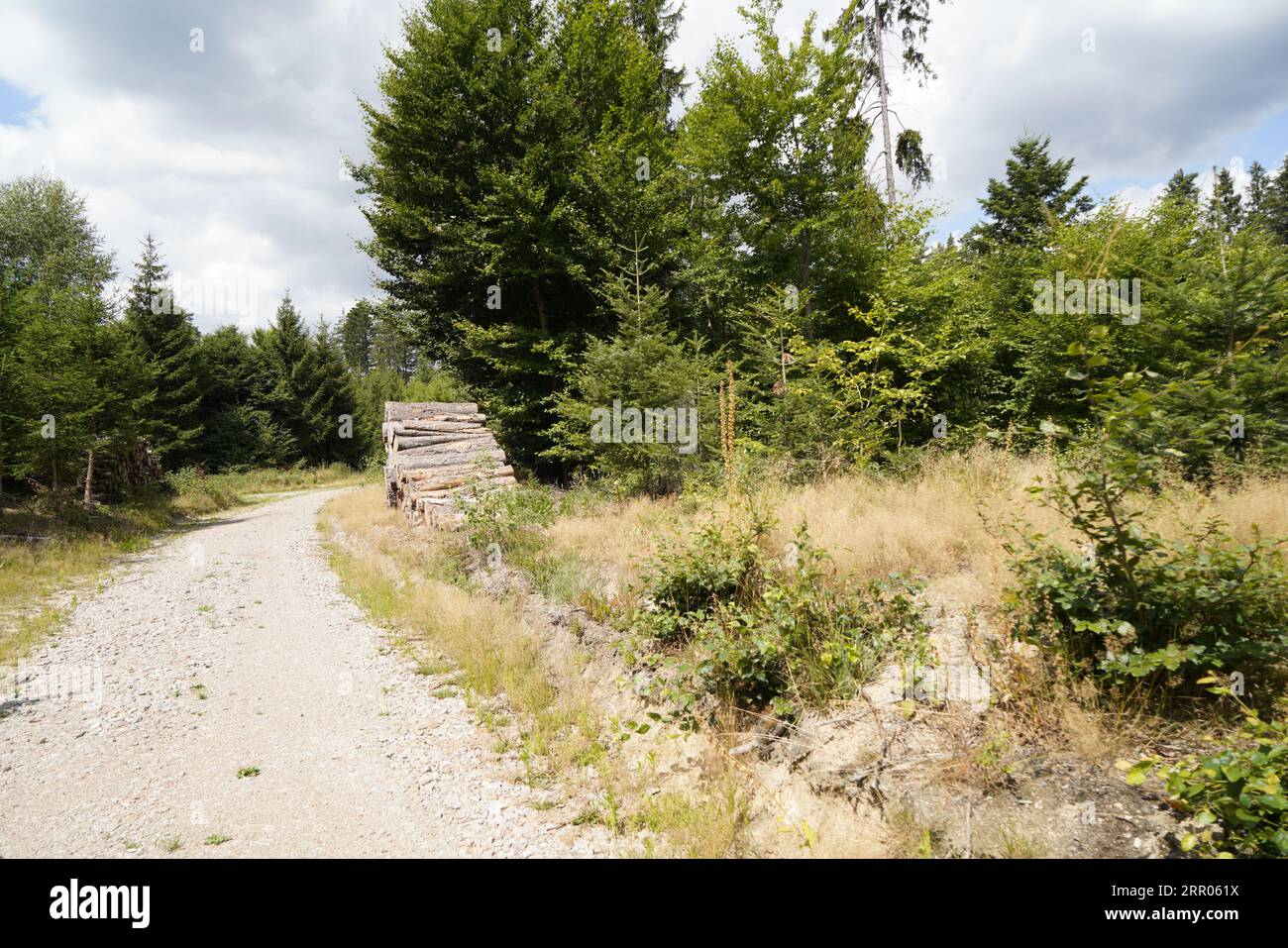 Forest dieback due to climate change, drought and storms and ...