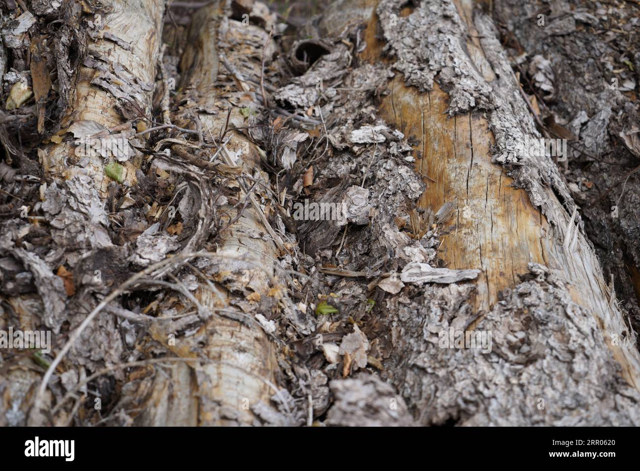 rotten wood left in the forest is a breeding ground for both good and ...