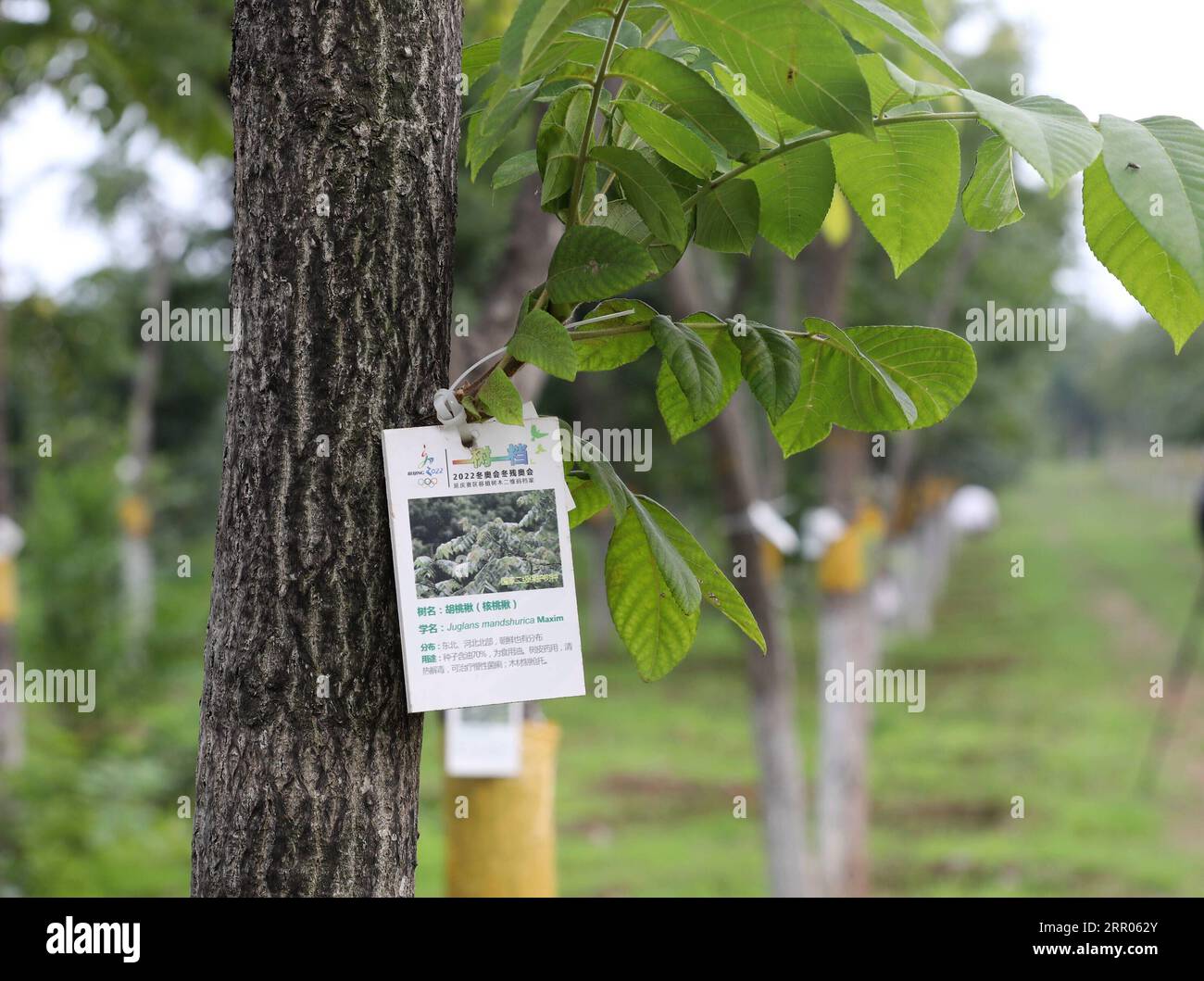 Lympicames hi-res stock photography and images - Alamy