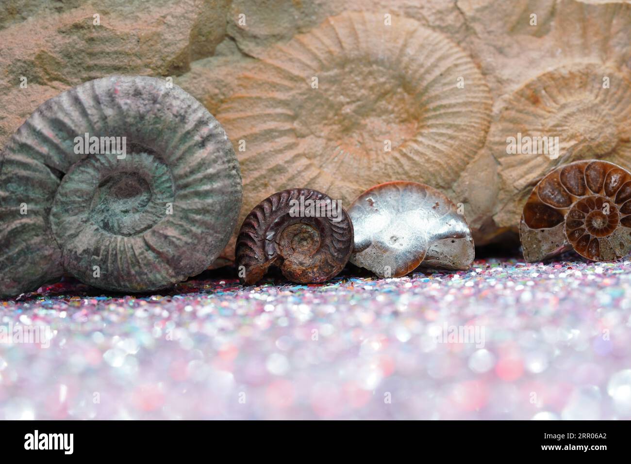 Ammonite is a fossil of a squid, photographed in close-up in the studio ...