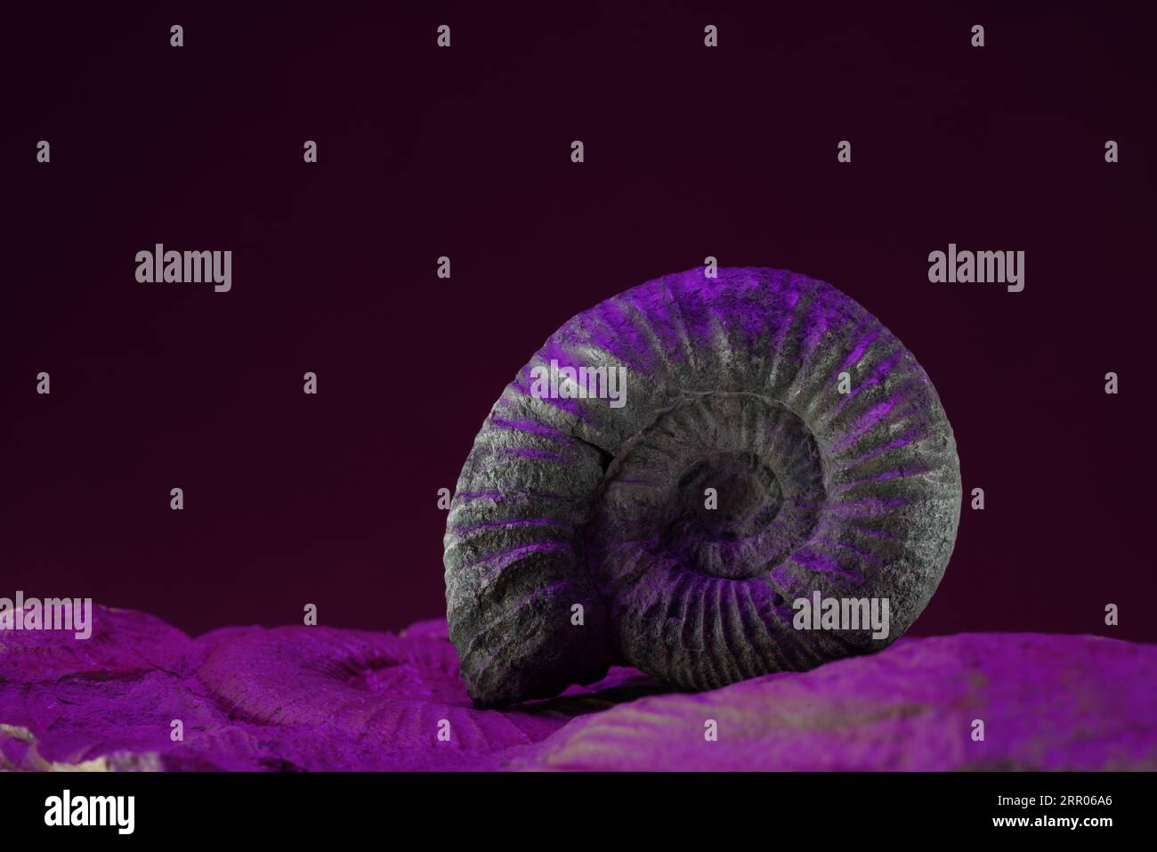 Ammonite is a fossil of a squid, photographed in close-up in the studio ...