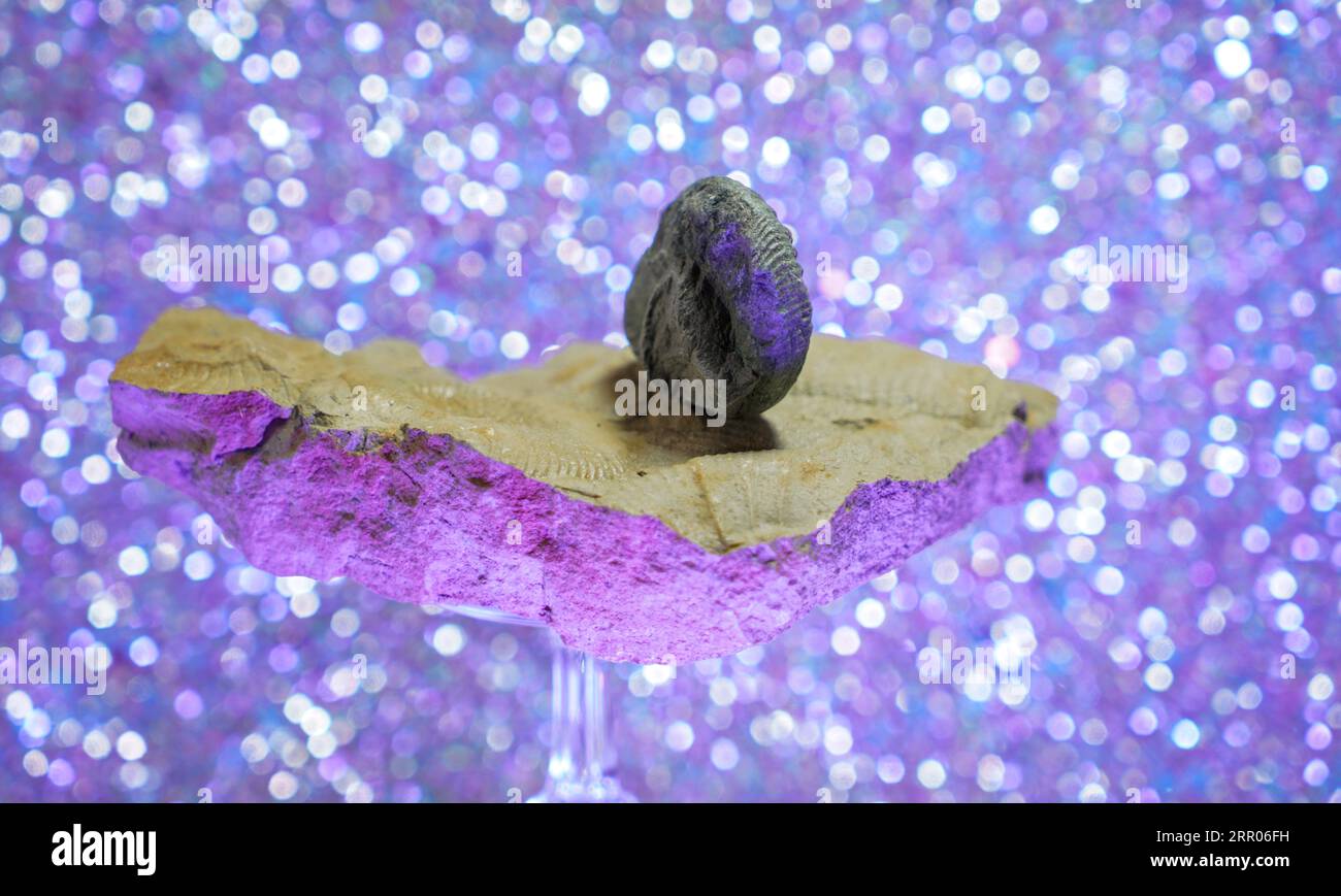 Ammonite is a fossil of a squid, photographed in close-up in the studio ...