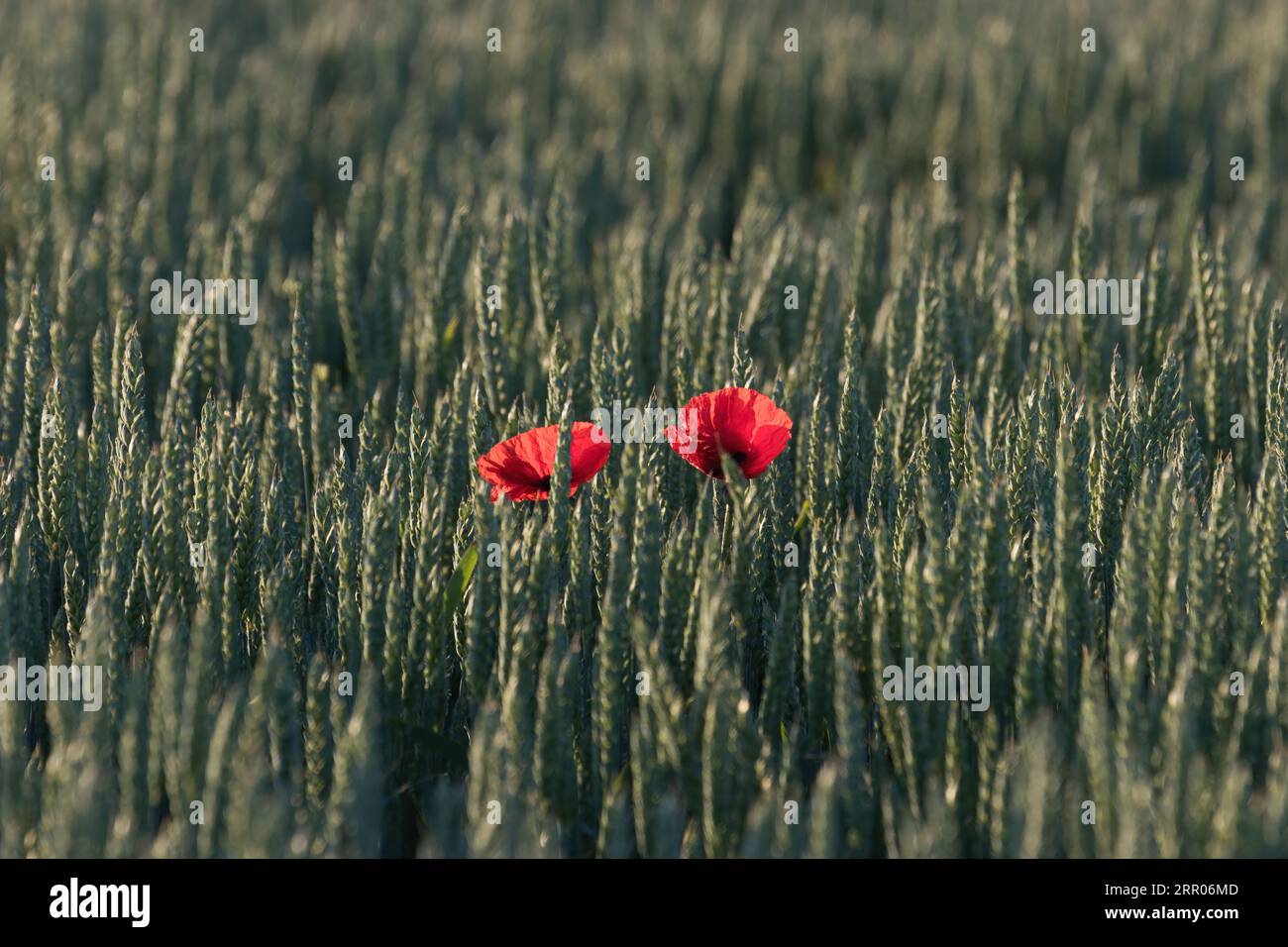 poppy flowers in field Stock Photo - Alamy