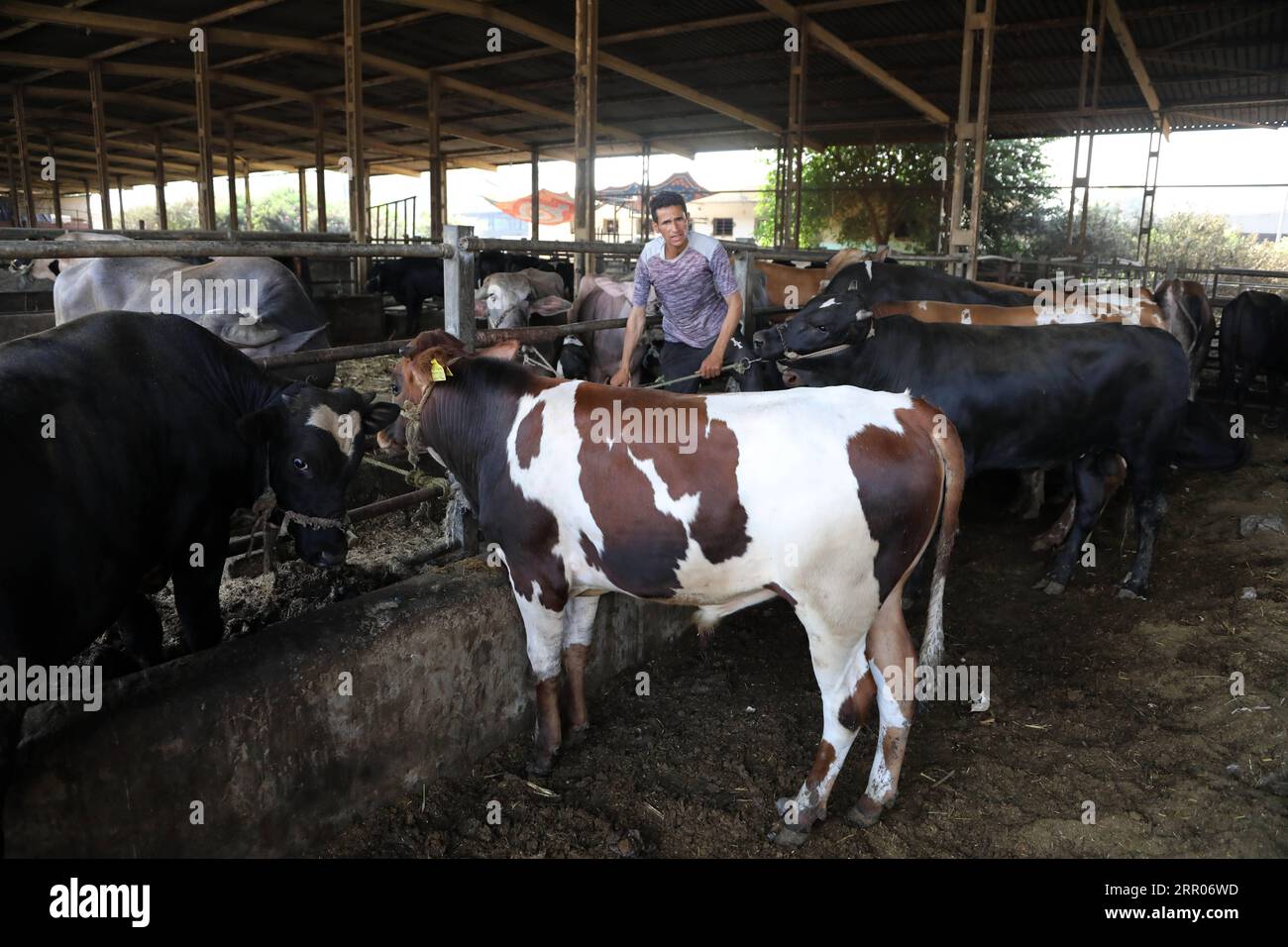 200731 -- CAIRO, July 31, 2020 Xinhua -- Cows are seen at a livestock ...