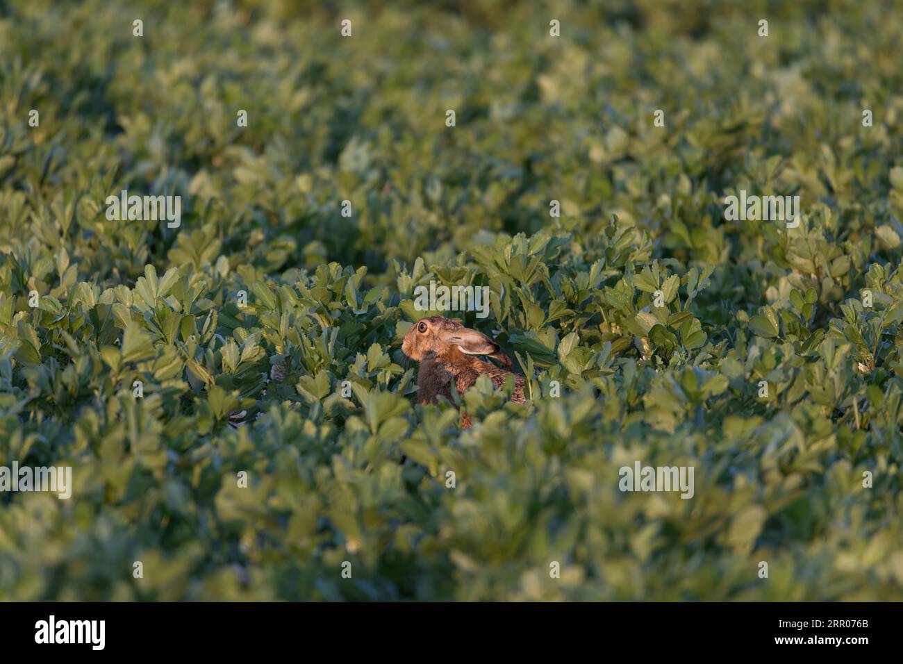 Cute rabbit scared hi-res stock photography and images - Alamy