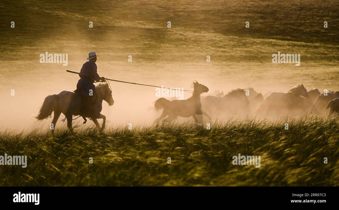Horse breding hi-res stock photography and images - Alamy