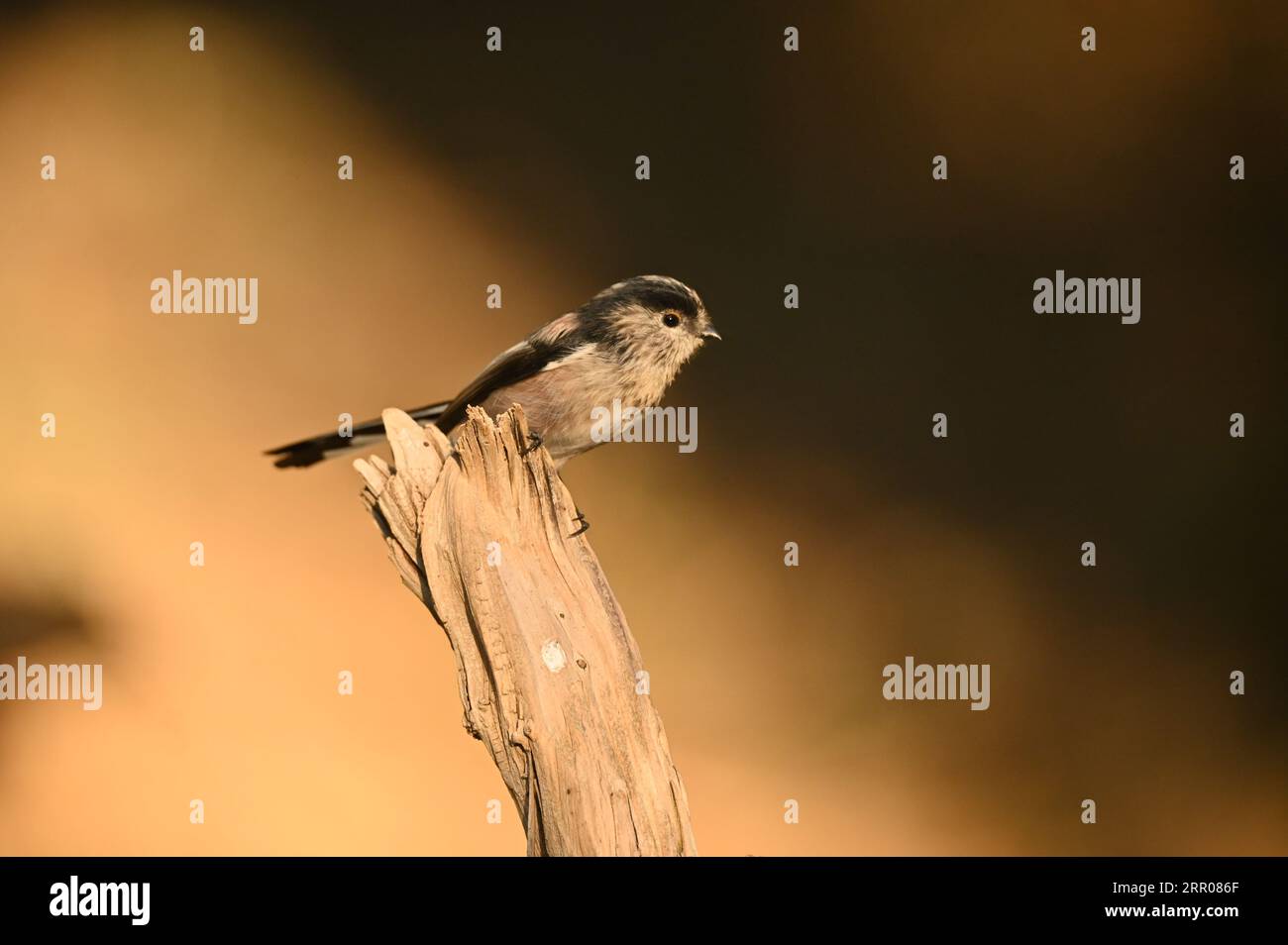 Sparrow flitting hi-res stock photography and images - Alamy