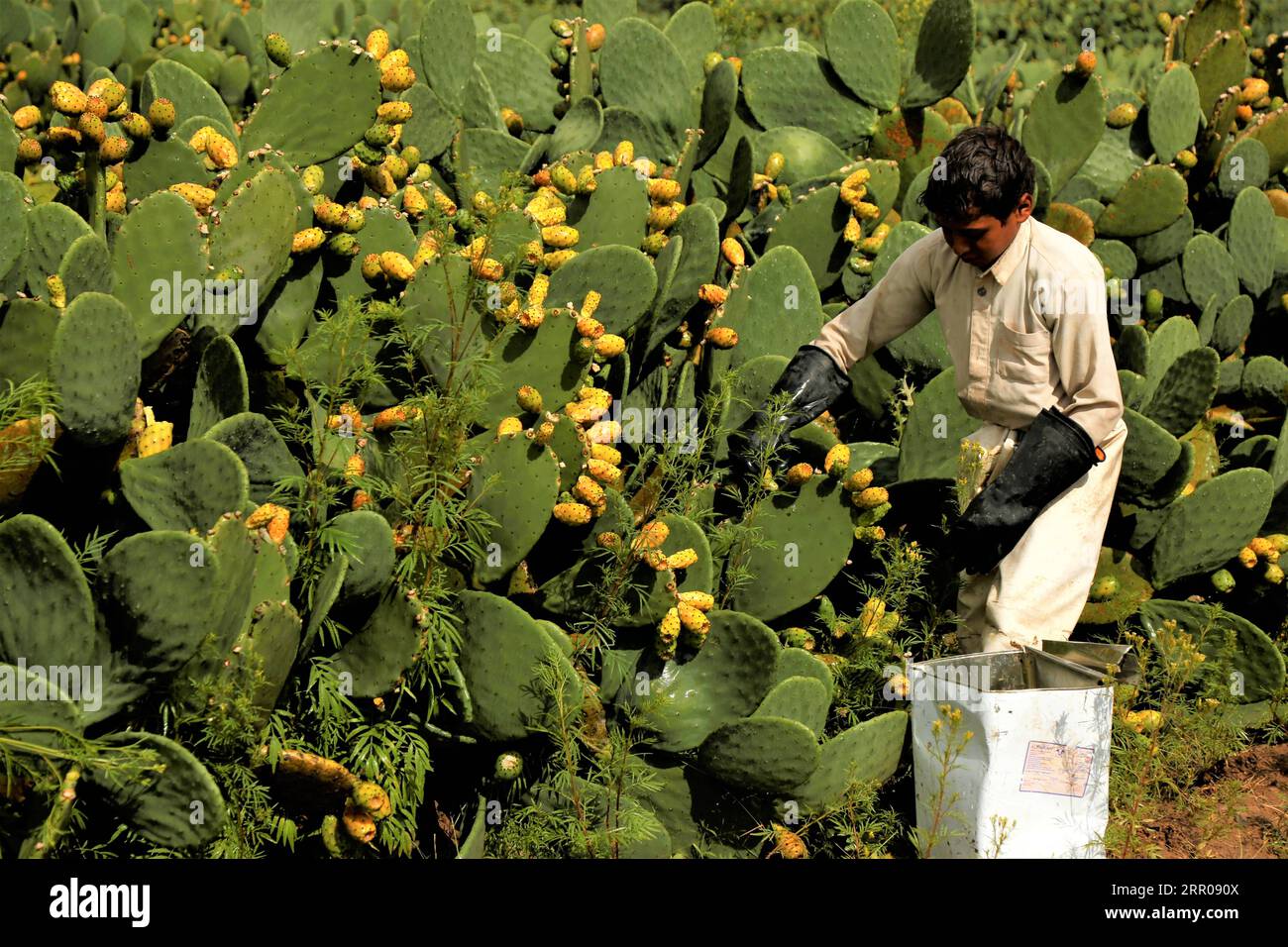 Farmer blockade hi-res stock photography and images - Alamy