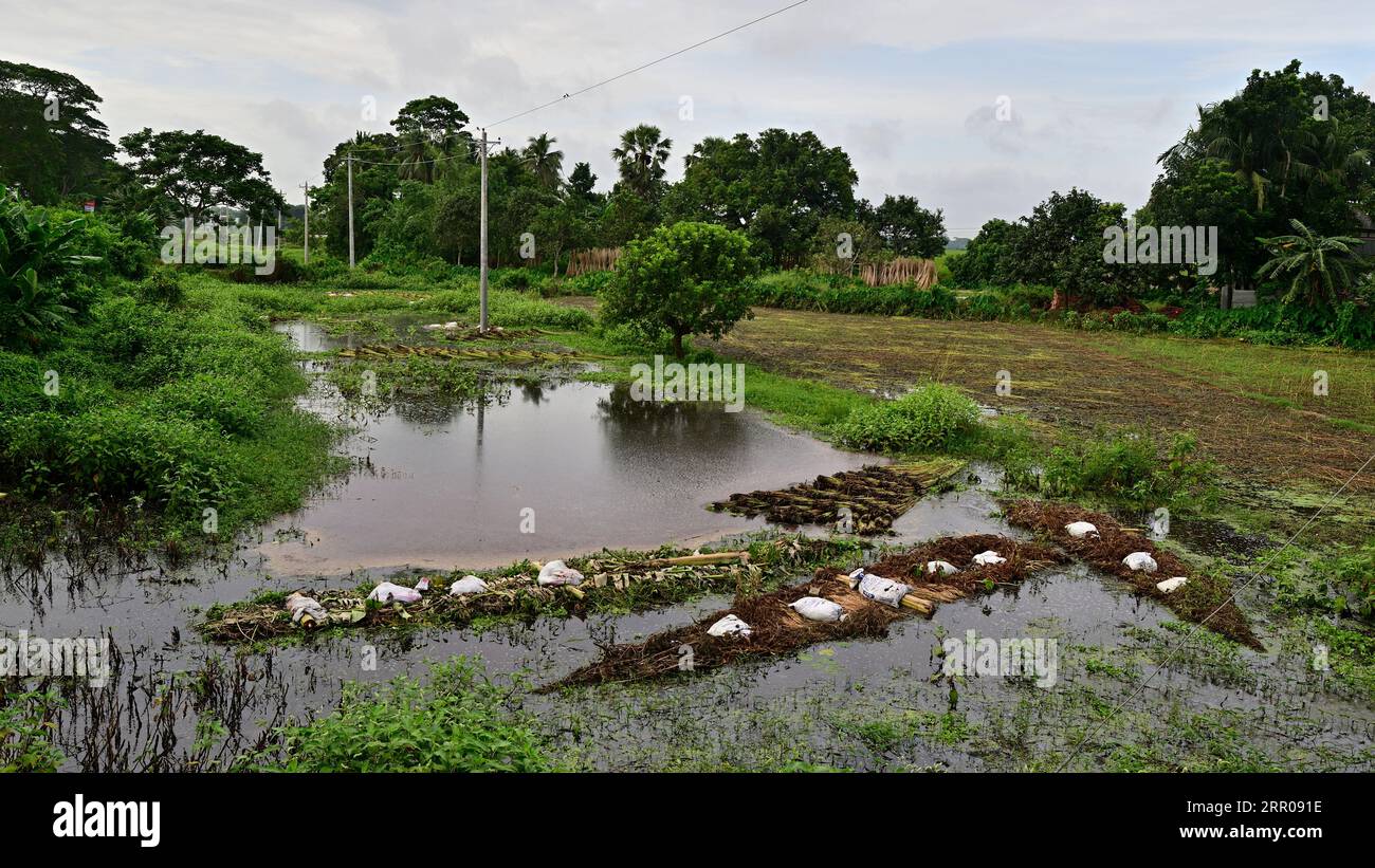 Jute Harvesting - Bangladesh Stock Photo - Alamy