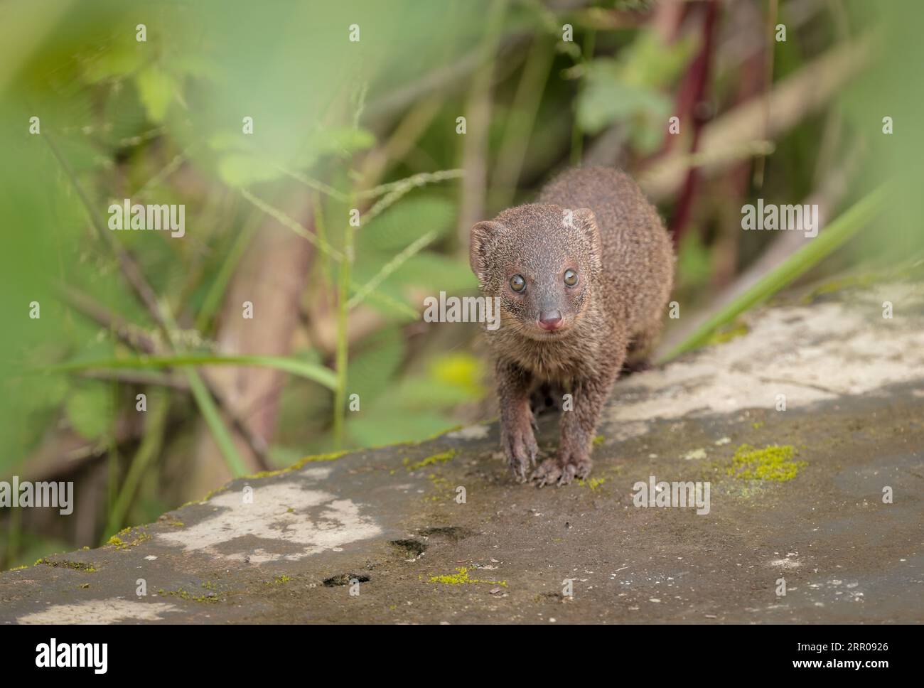 Small indian mongoose hi-res stock photography and images - Alamy