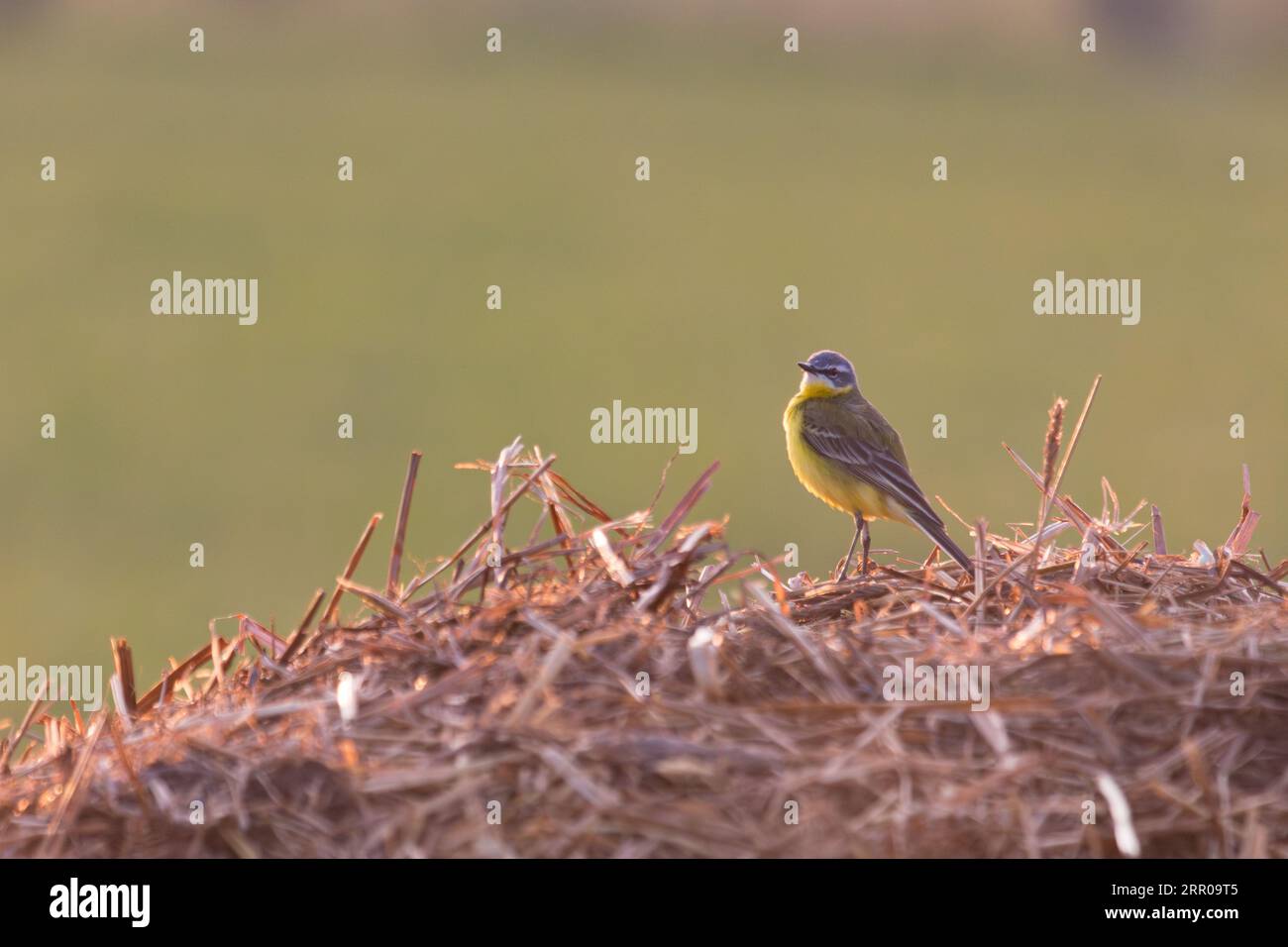 western yellow wagtail Stock Photo - Alamy