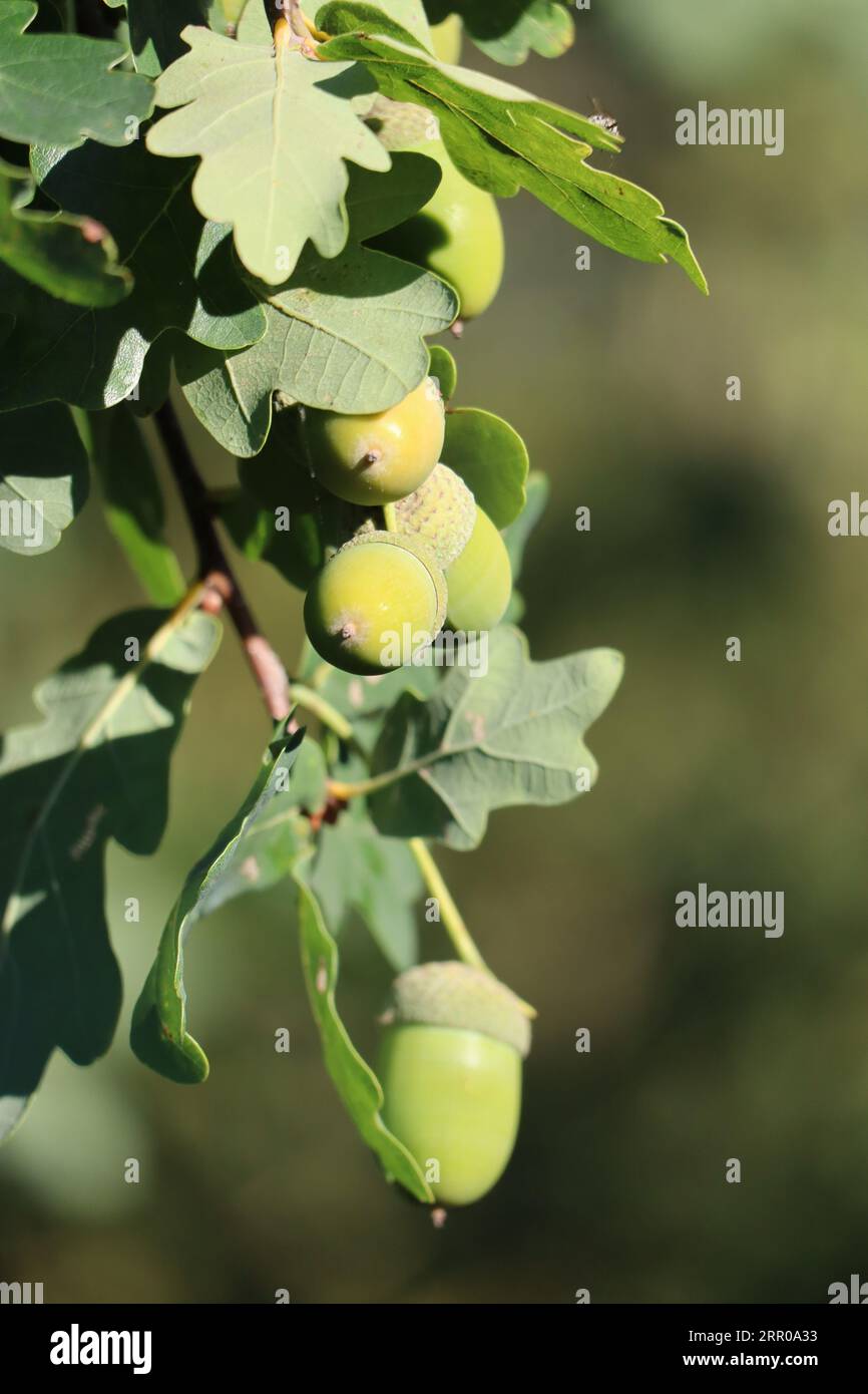 Big acorn tree hi-res stock photography and images - Alamy