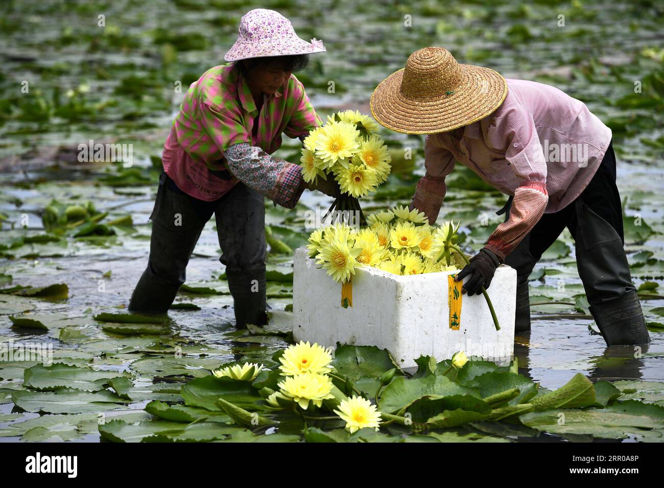 Lotus production hi-res stock photography and images - Alamy