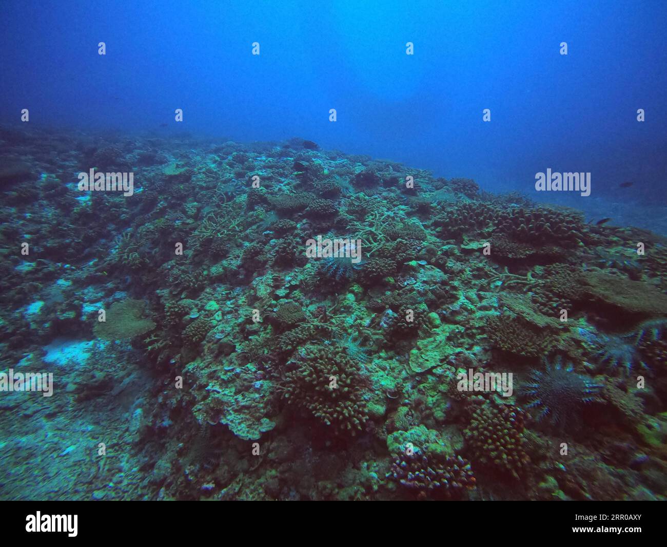 Coral academy hi-res stock photography and images - Alamy