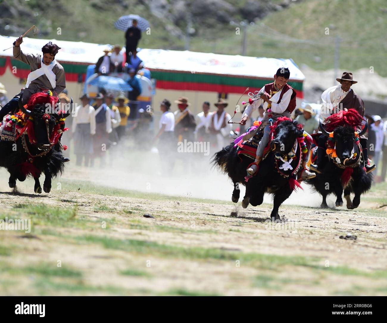 Yak racing hi-res stock photography and images - Alamy
