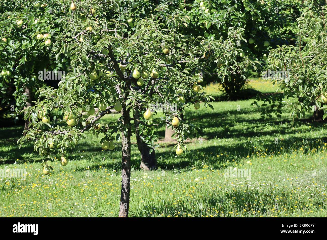 small Pear tree plantation with lush Fruits Stock Photo - Alamy