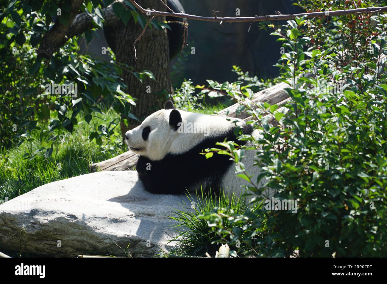 Giant panda in panda house hi-res stock photography and images - Alamy