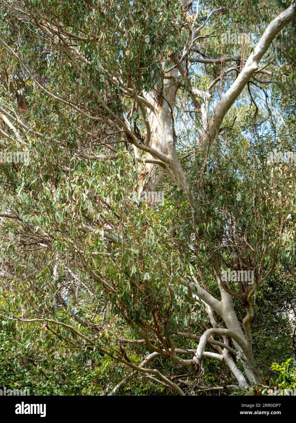 Eucalyptus Gum Trees with many leaves, Australian coastal region Stock ...