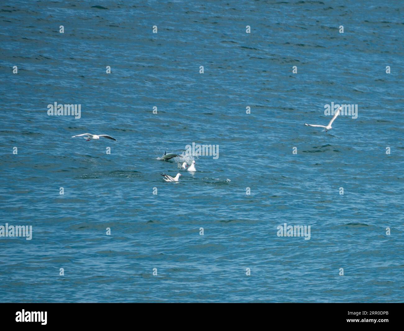 Mullet fish jump hi-res stock photography and images - Alamy